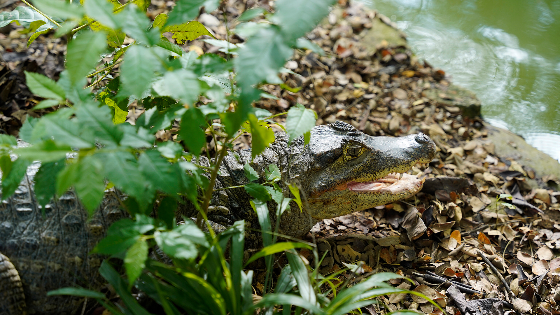 Babilla o Caiman de anteojos |Caiman crocodylus| Piscilago