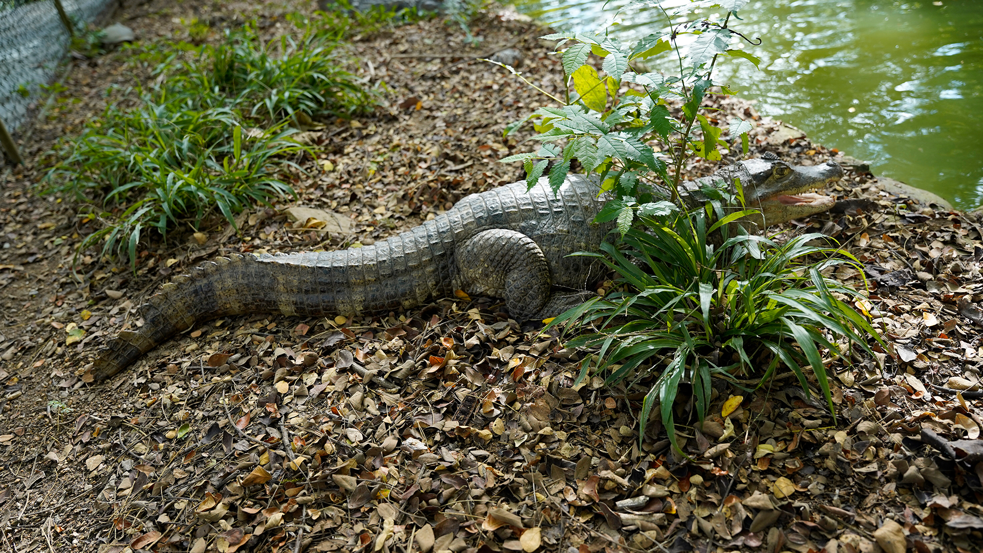 Babilla o Caiman de anteojos |Caiman crocodylus| Piscilago