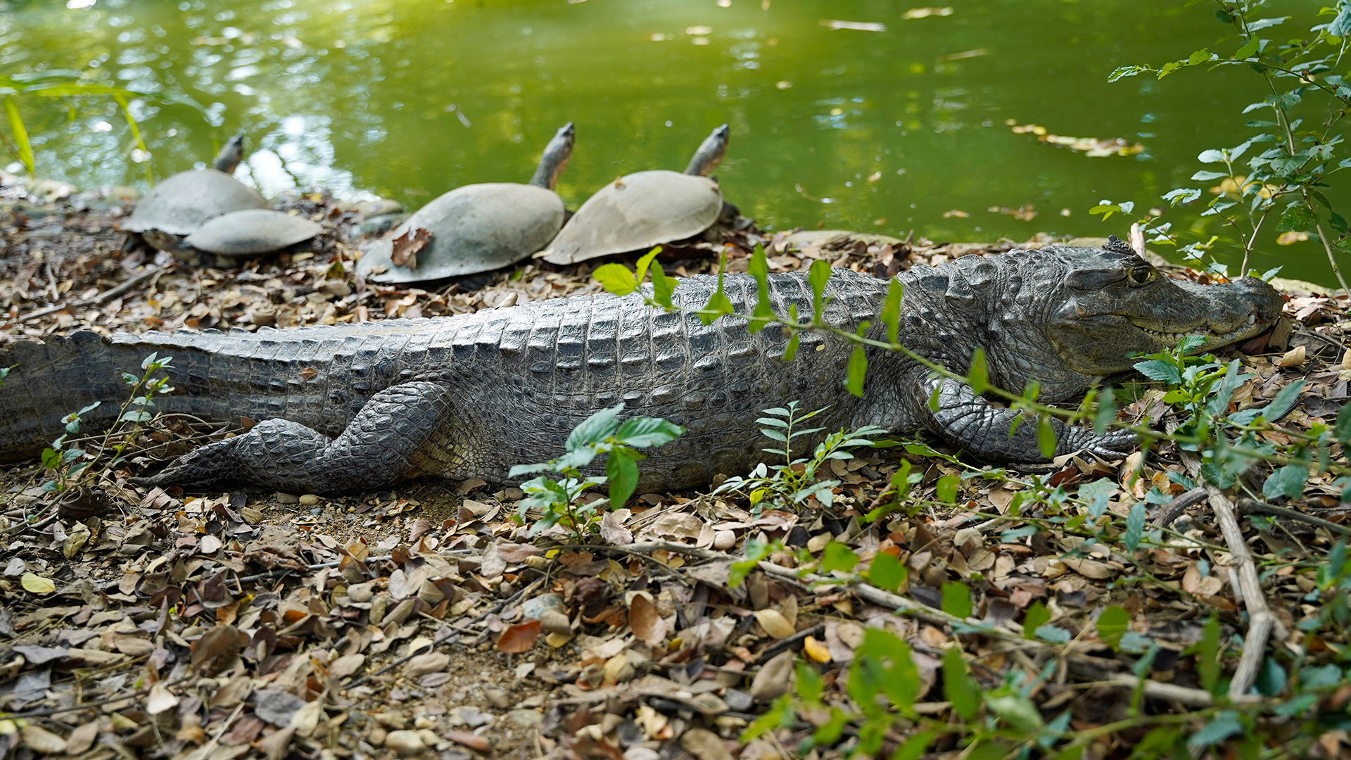Babilla o Caiman de anteojos |Caiman crocodylus| Piscilago
