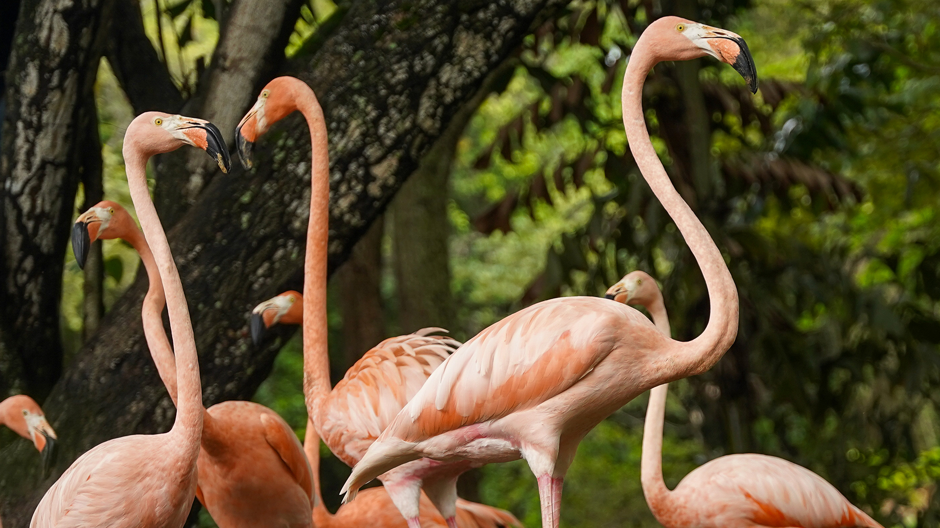 Flamenco del Caribe |Phoenicopterus Ruber| Piscilago