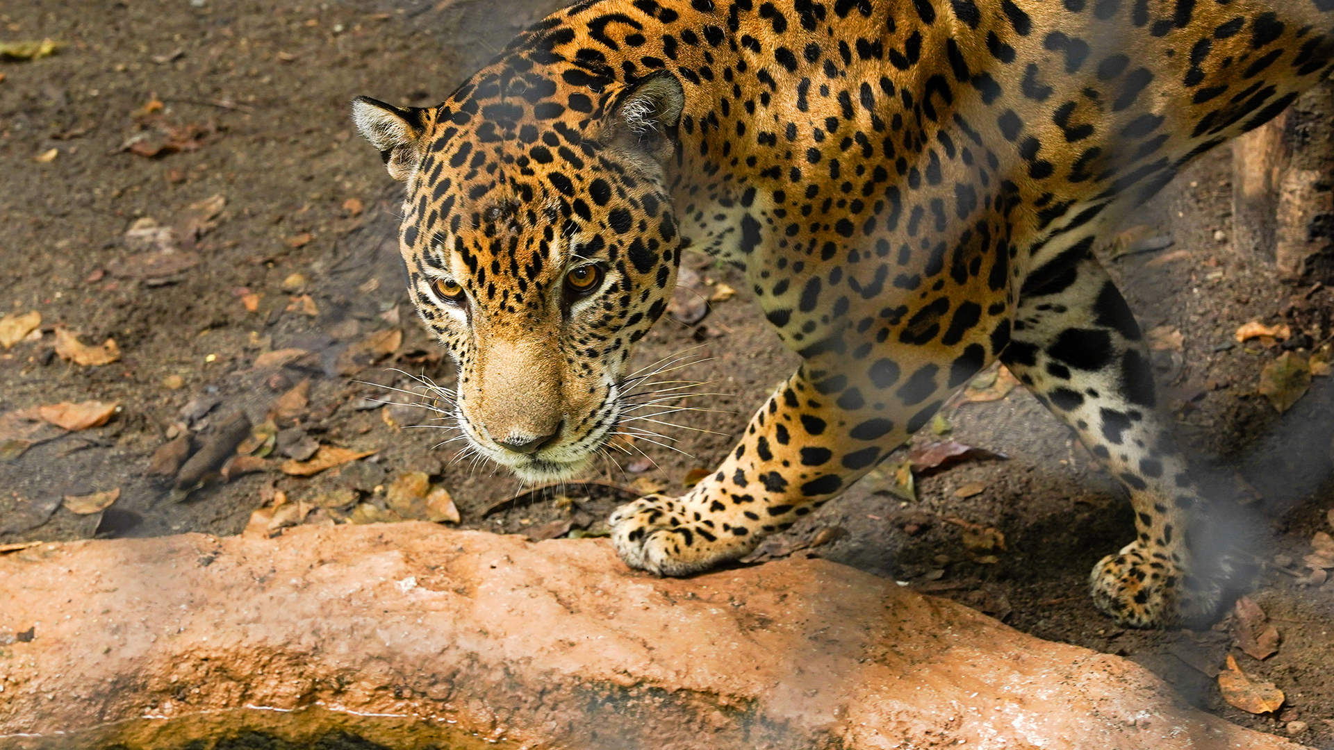 Jaguar |Panthera Onca|Area de Conservacion| Piscilago