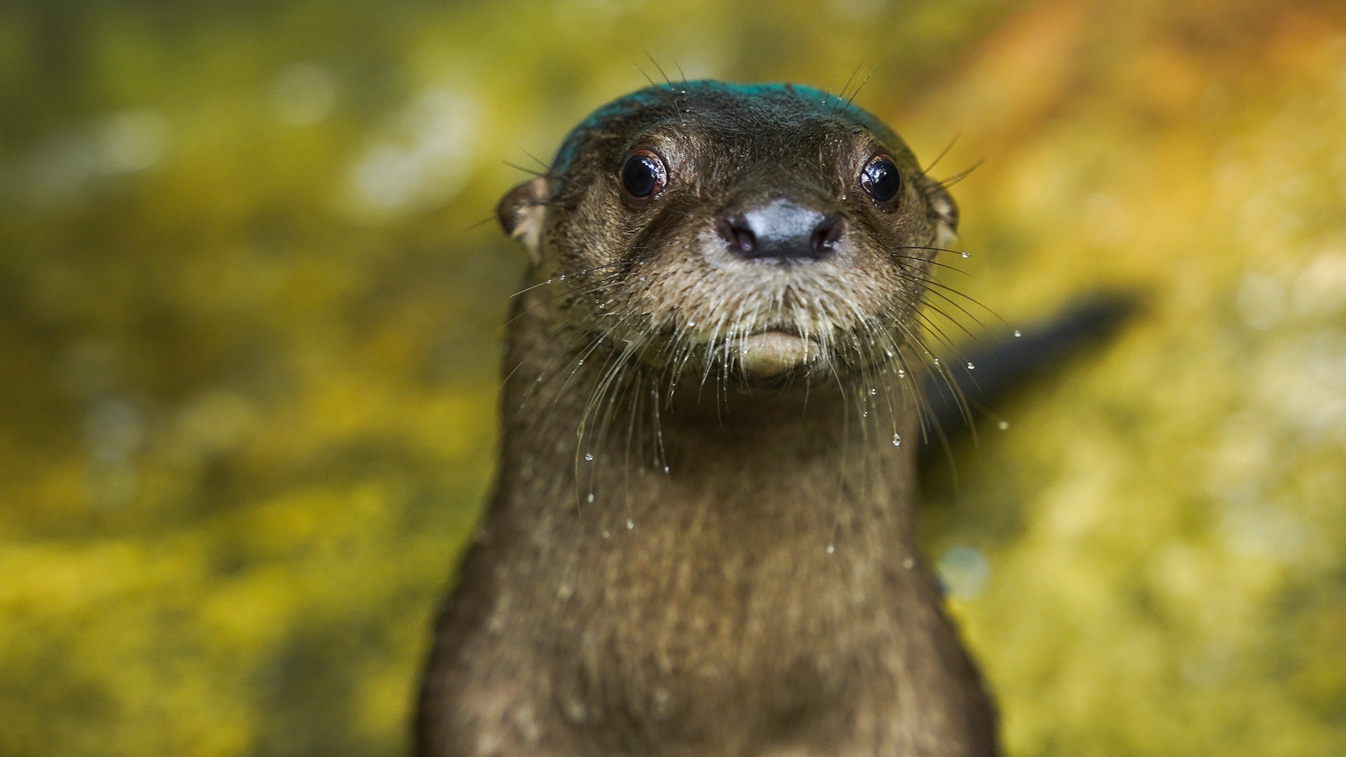 Nutria de Rio | Lontra longicaudis| Piscilago