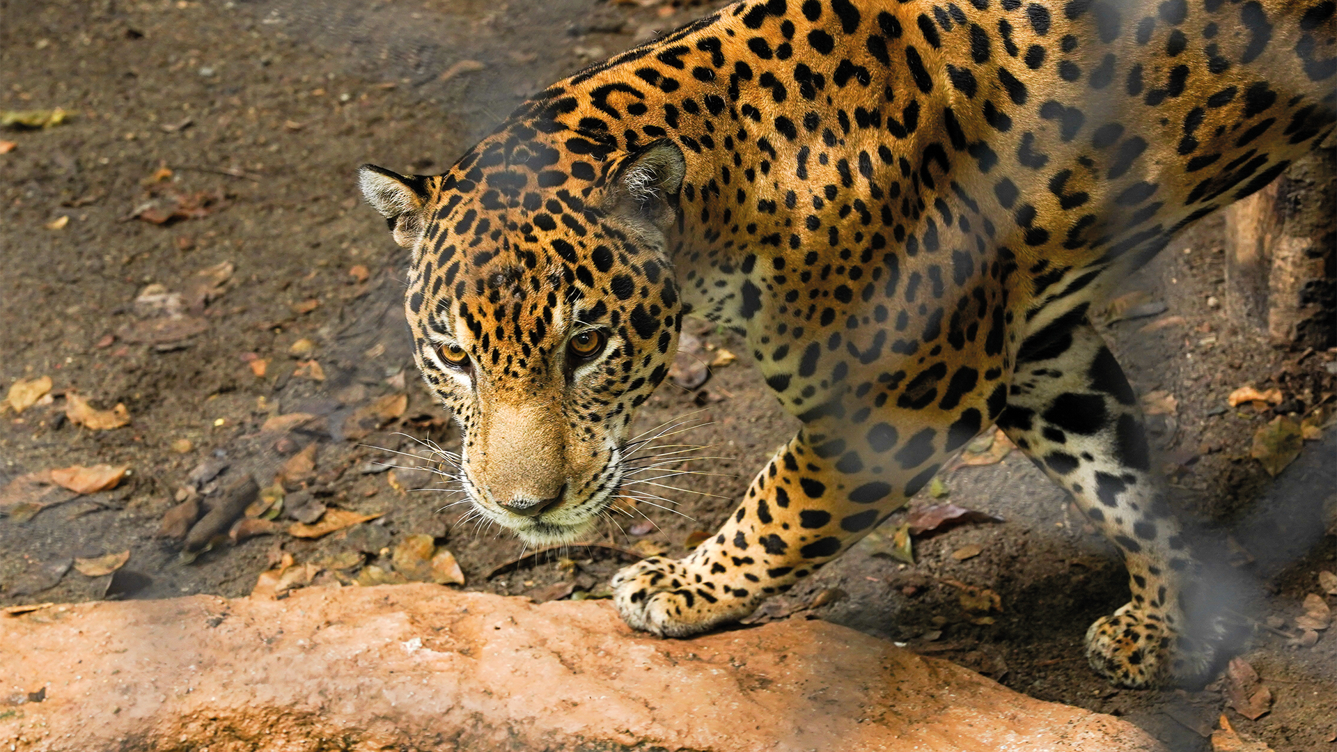 Encuentranos| Parque Acuatico y Conservacion| Piscilago