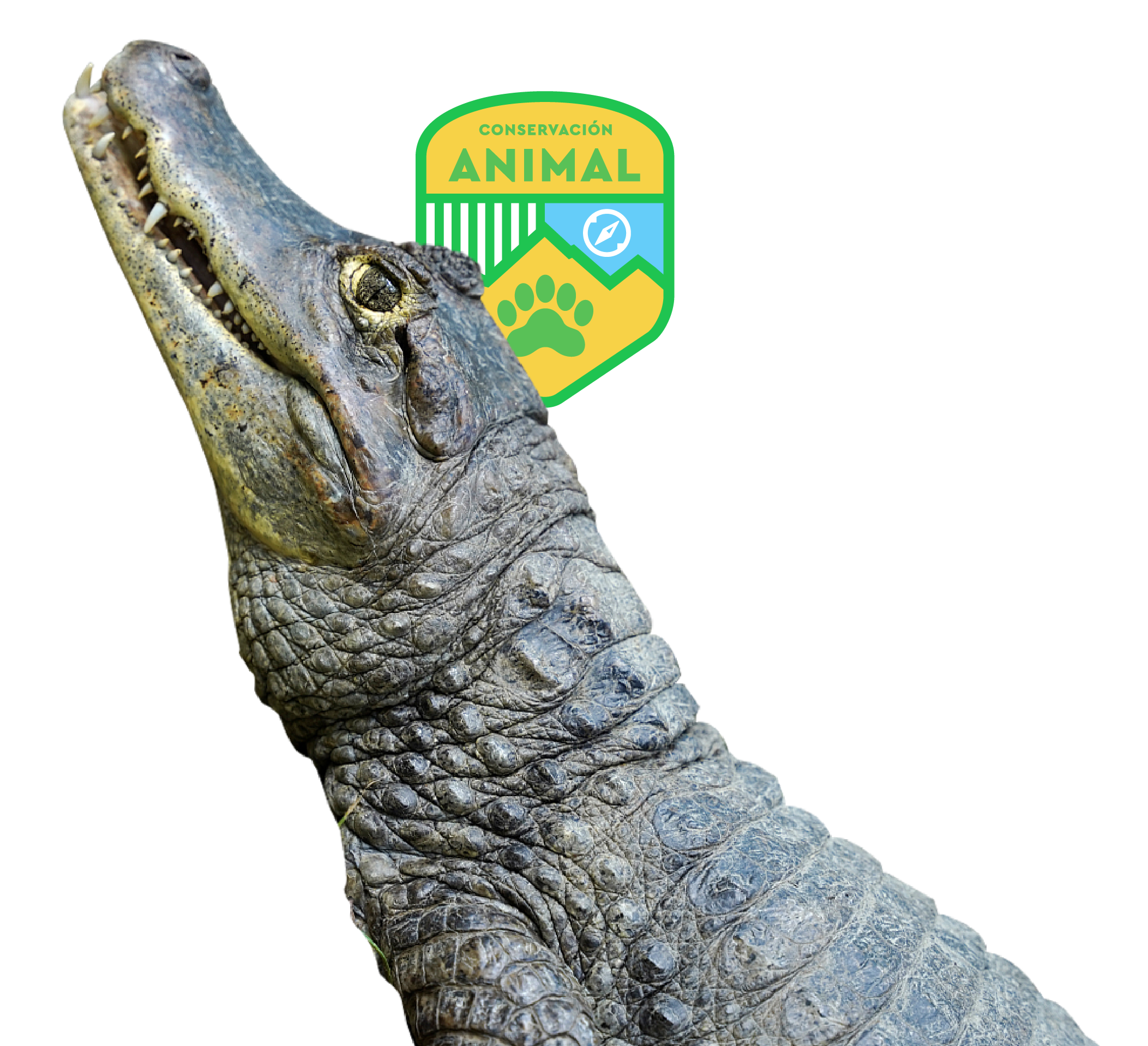Babilla o Caiman de anteojos |Caiman crocodylus| Piscilago