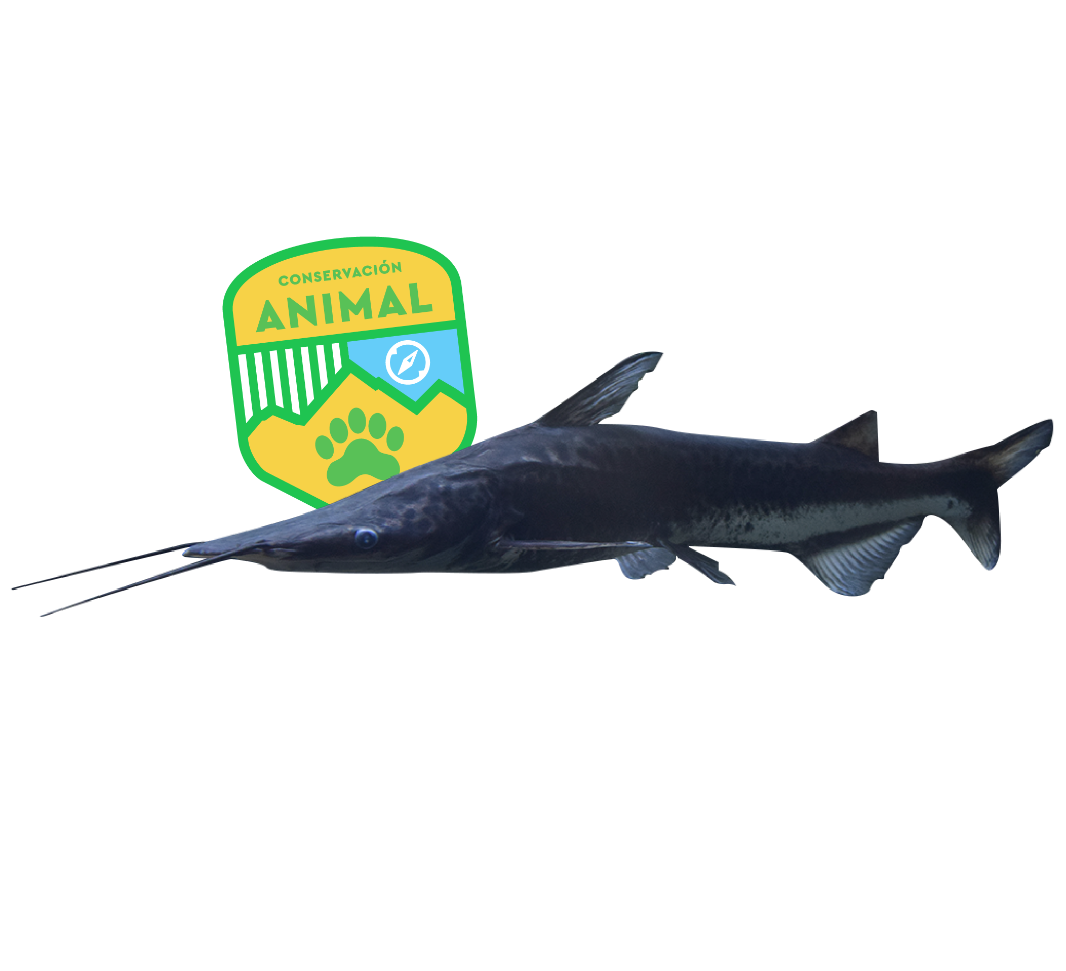 Blanquillo |Sorubim cuspicaudus| Piscilago