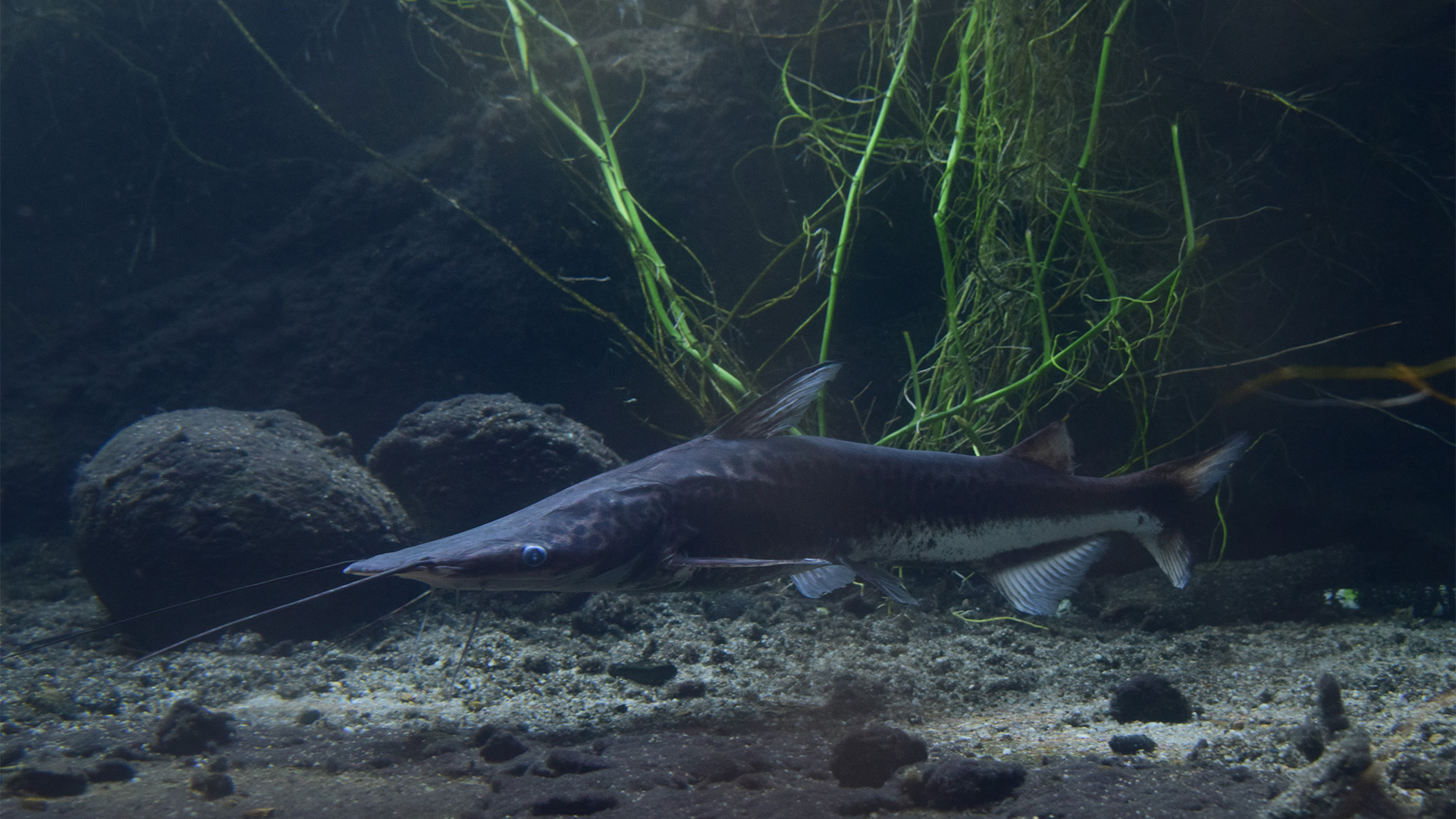 Prochilodus Magdalenae |Pez Bocachico| Piscilago