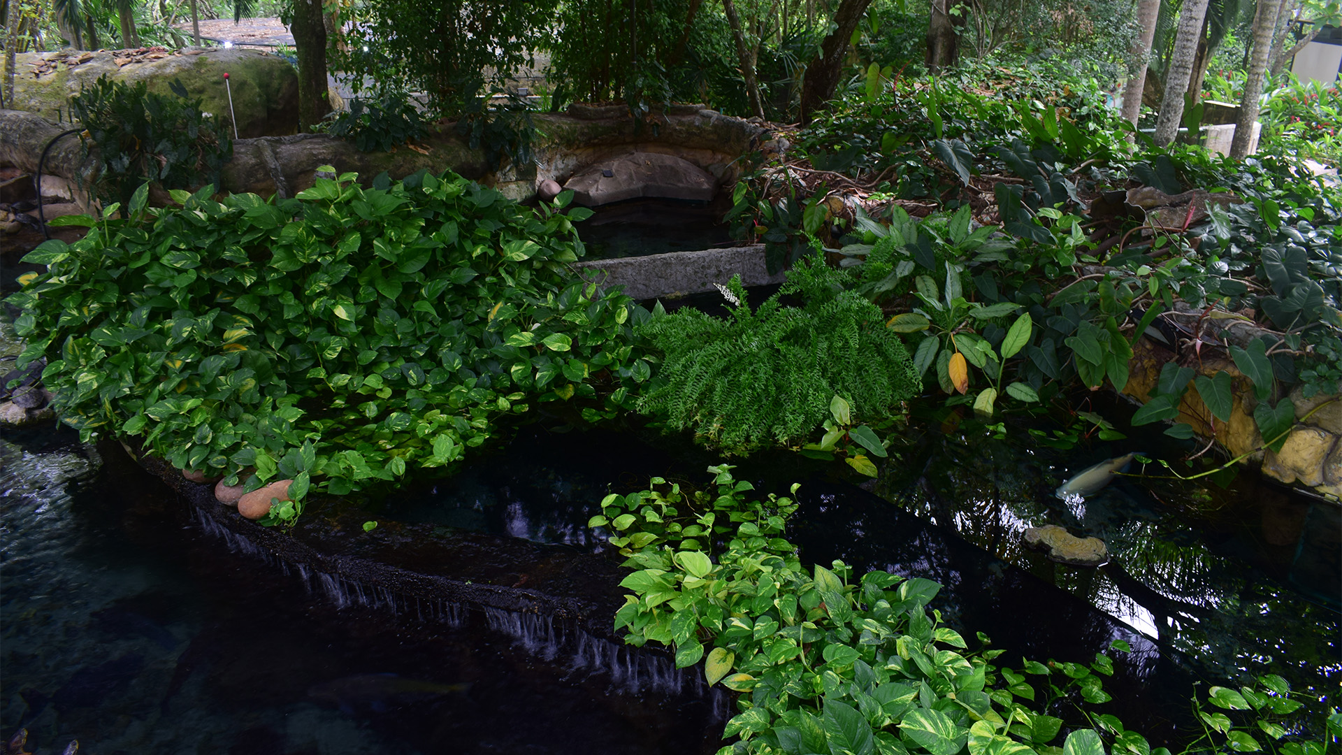 Prochilodus Magdalenae |Pez Bocachico| Piscilago