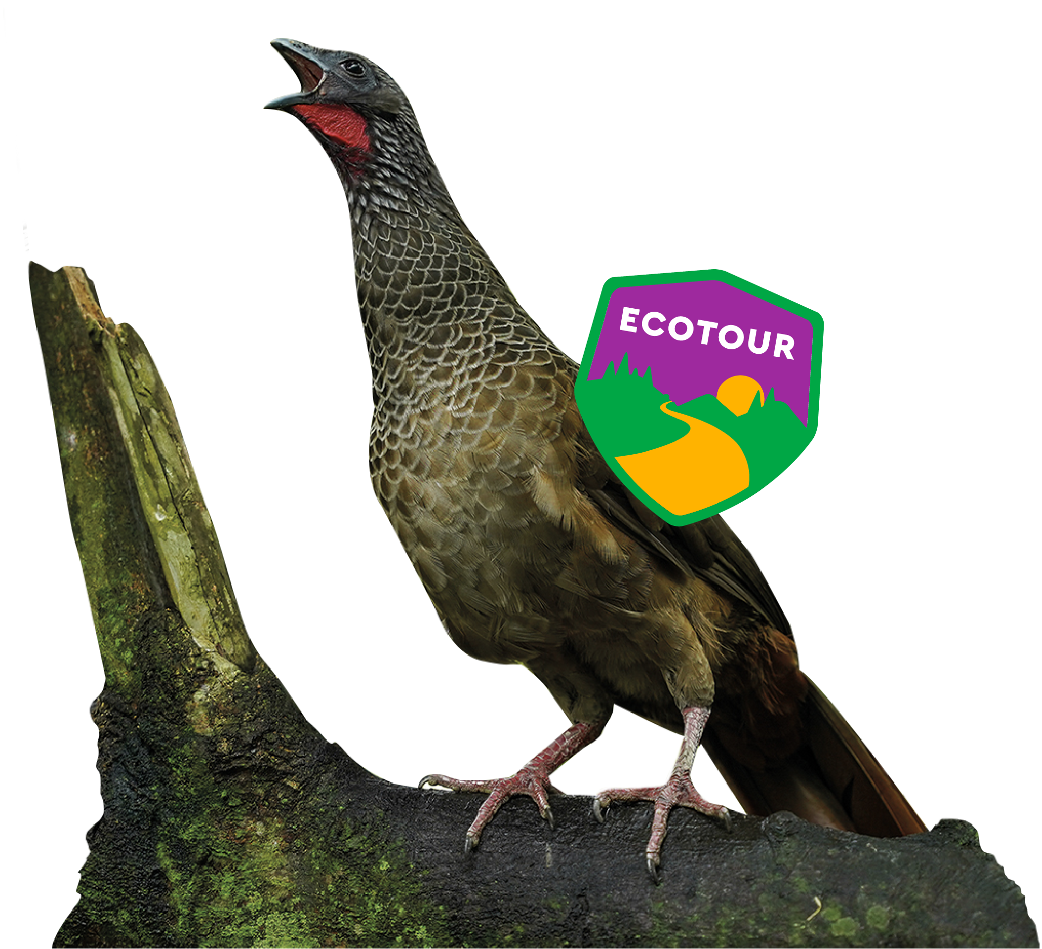 Guacharaca colombiana |Ortalis columbiana| Piscilago