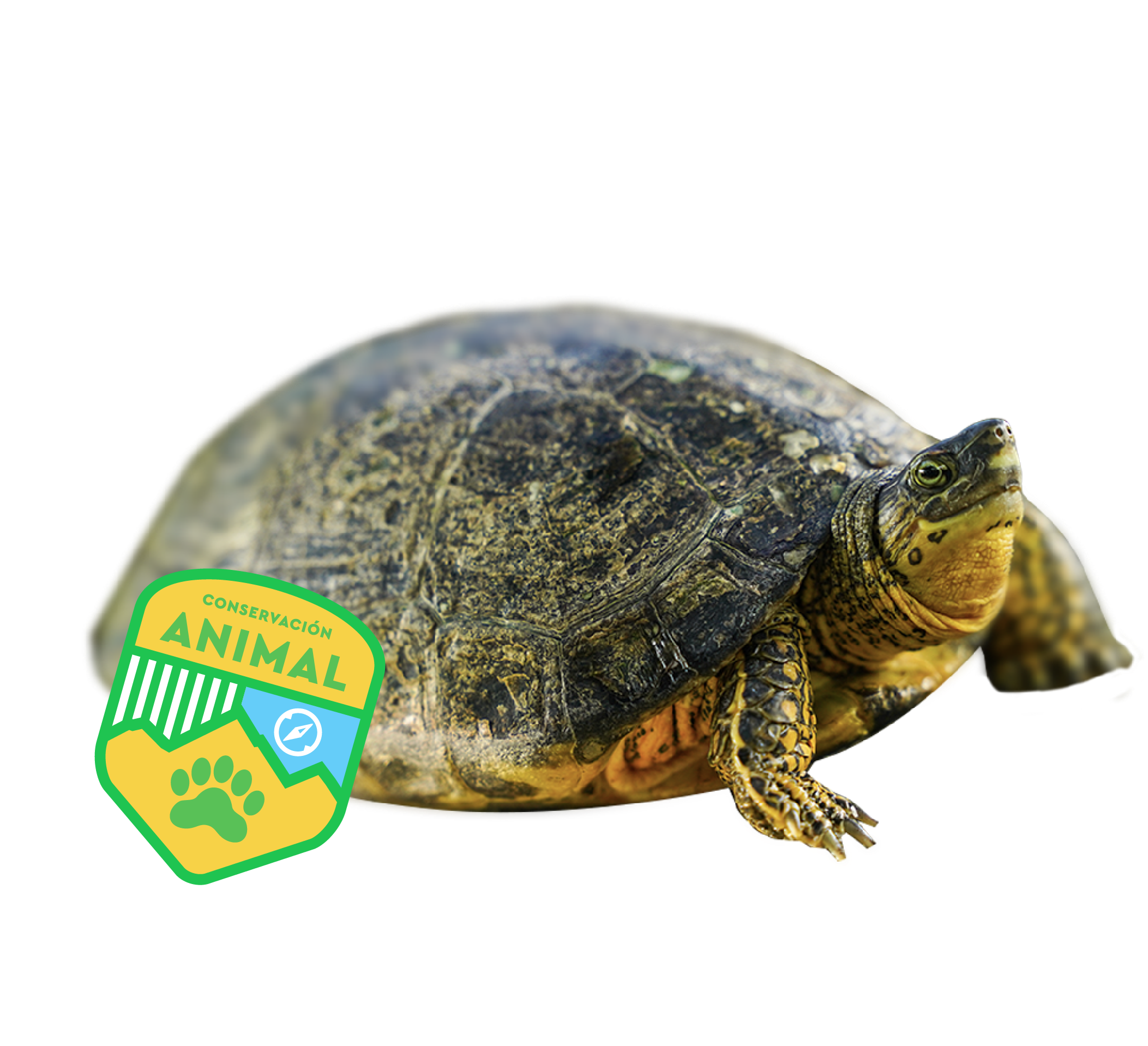 Tortuga: Icotea Colombiana |Trachemys Venusta| Piscilago