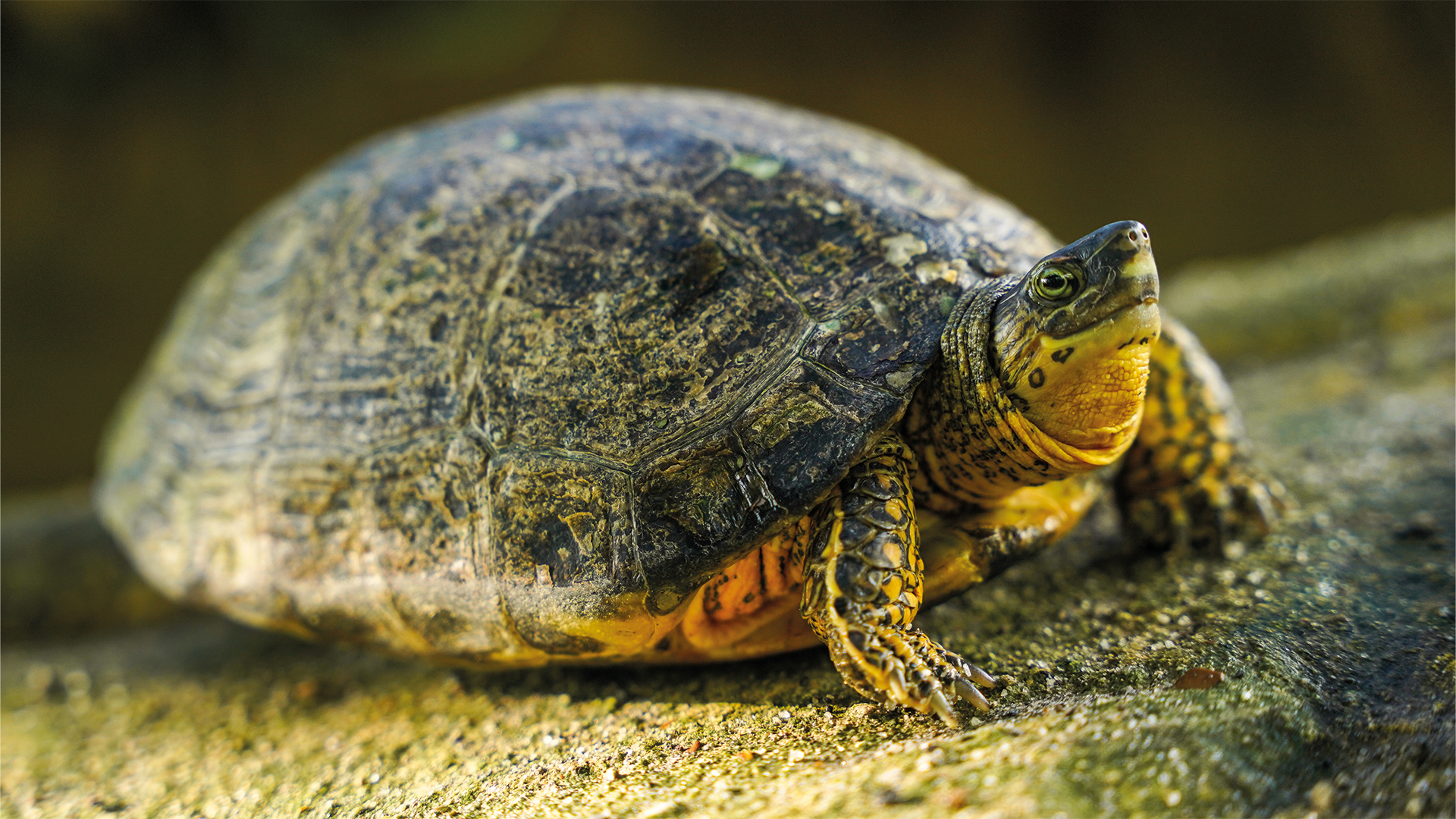 Tortuga: Icotea Colombiana |Trachemys Venusta| Piscilago