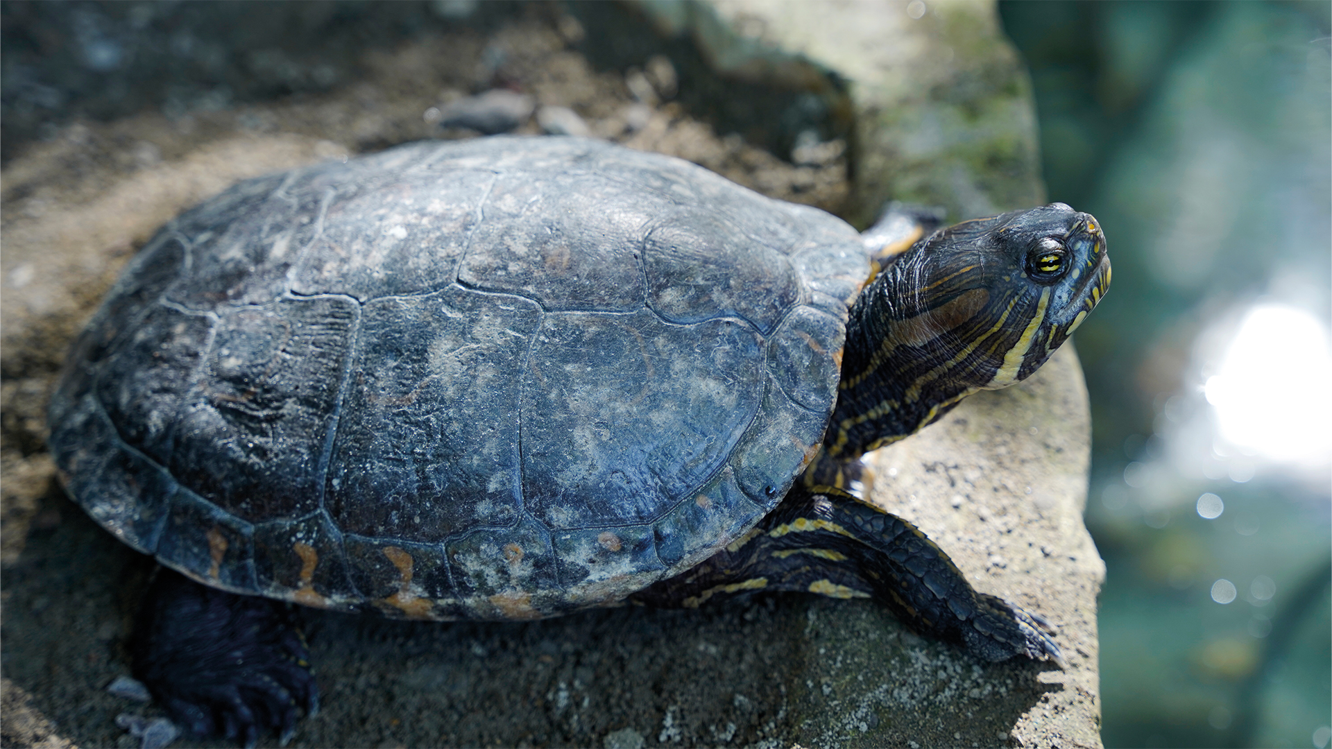 Tortuga: Icotea Colombiana |Trachemys Venusta| Piscilago