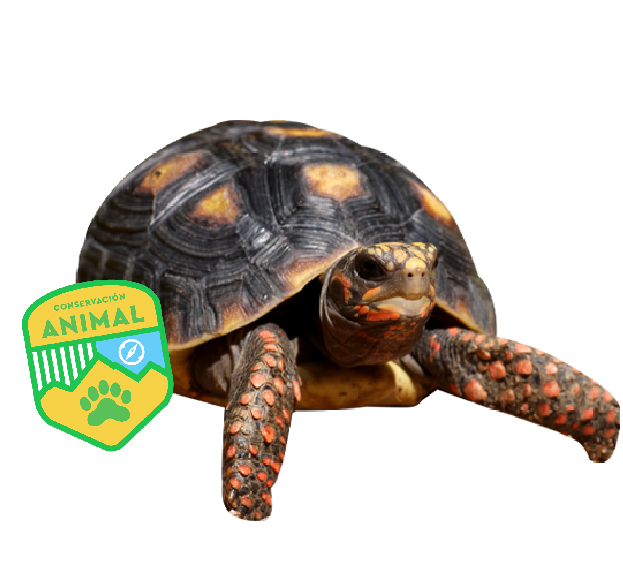 Chelonoidis carbonaria |Morrocoy Patas Rojas| Piscilago