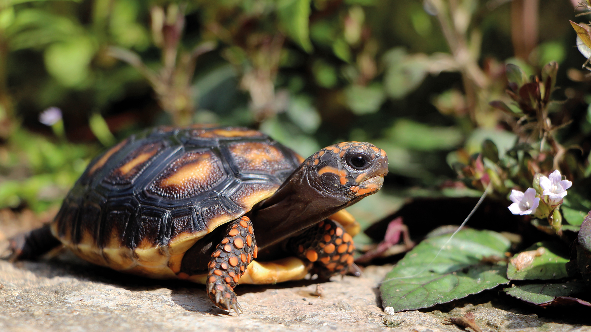Chelonoidis carbonaria |Morrocoy Patas Rojas| Piscilago