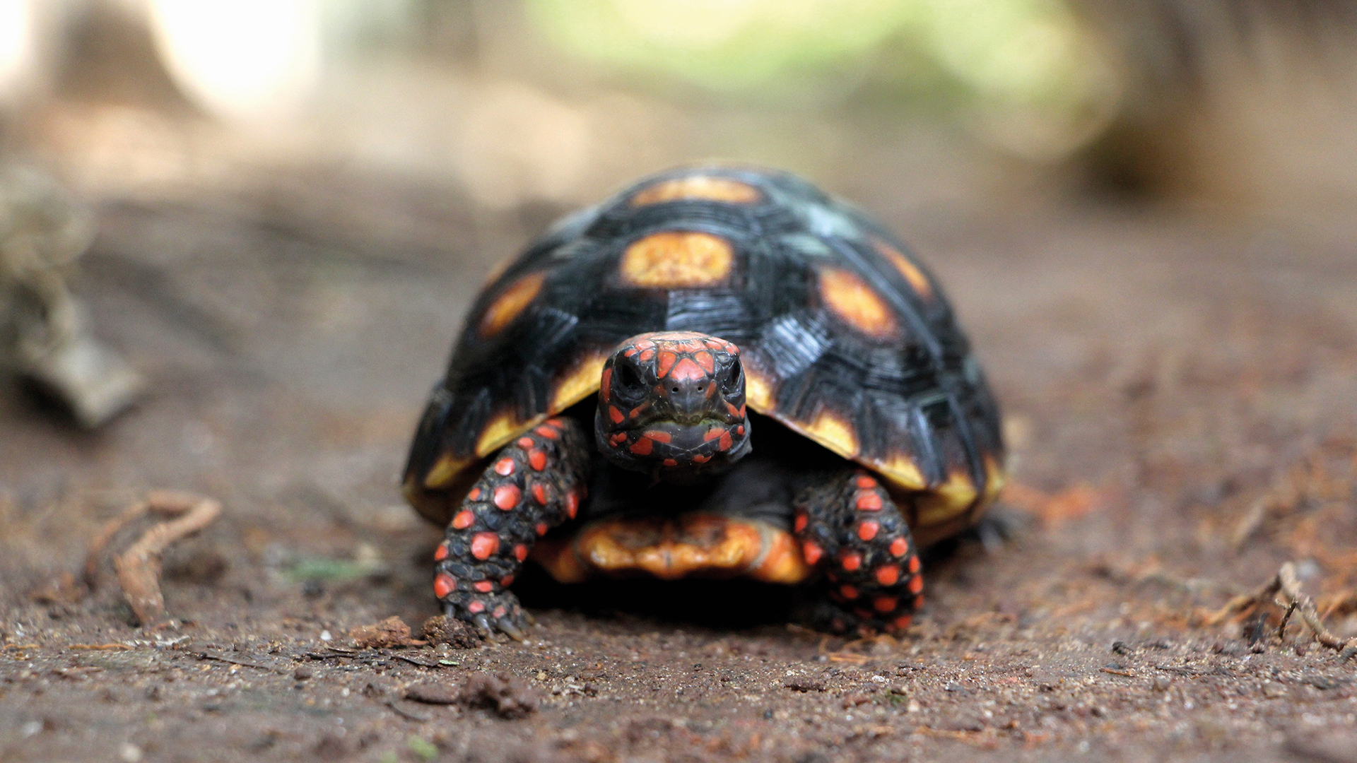 Chelonoidis carbonaria |Morrocoy Patas Rojas| Piscilago