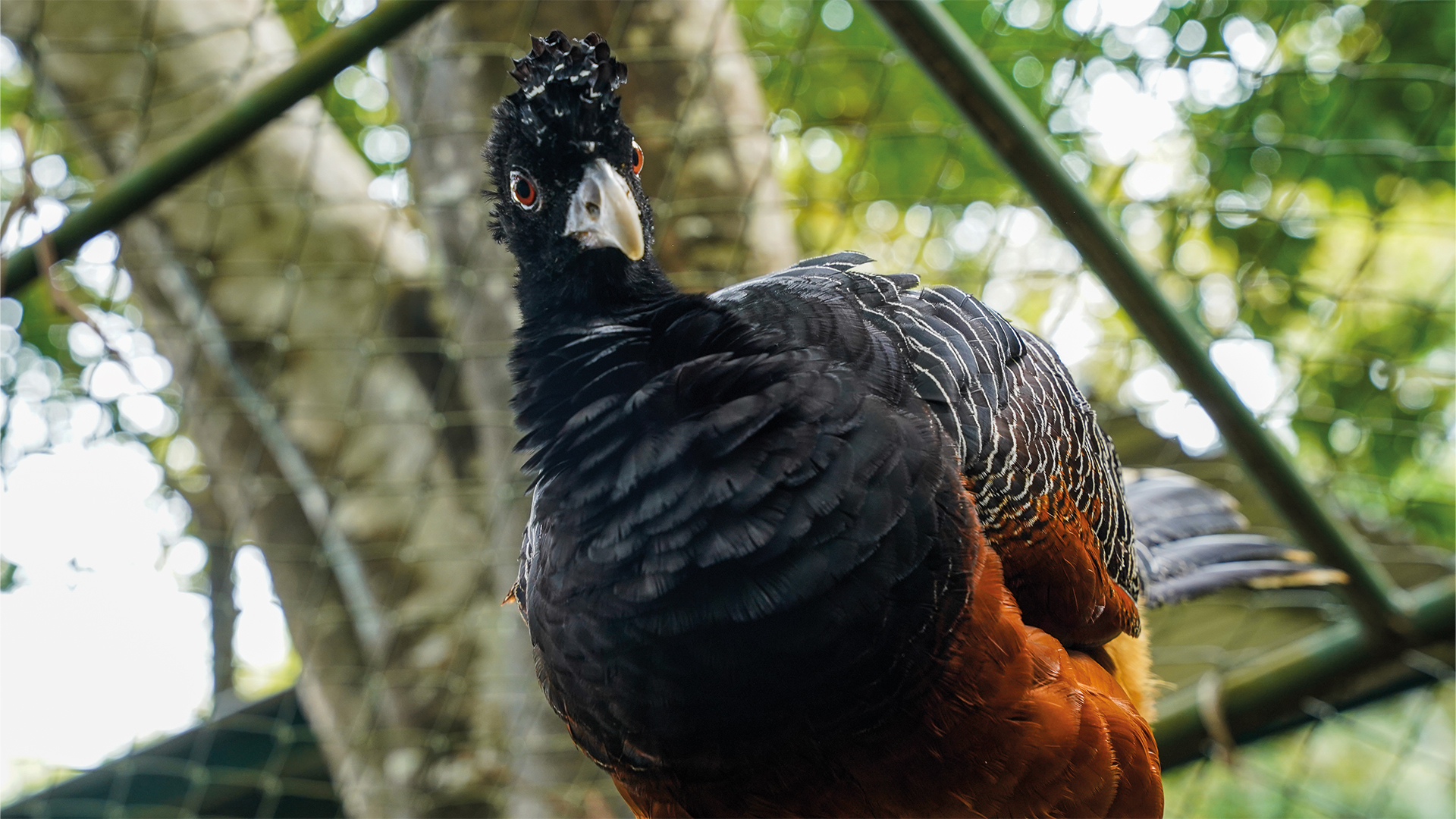 Paujil de Pico Azul |Crax Alberti| Piscilago