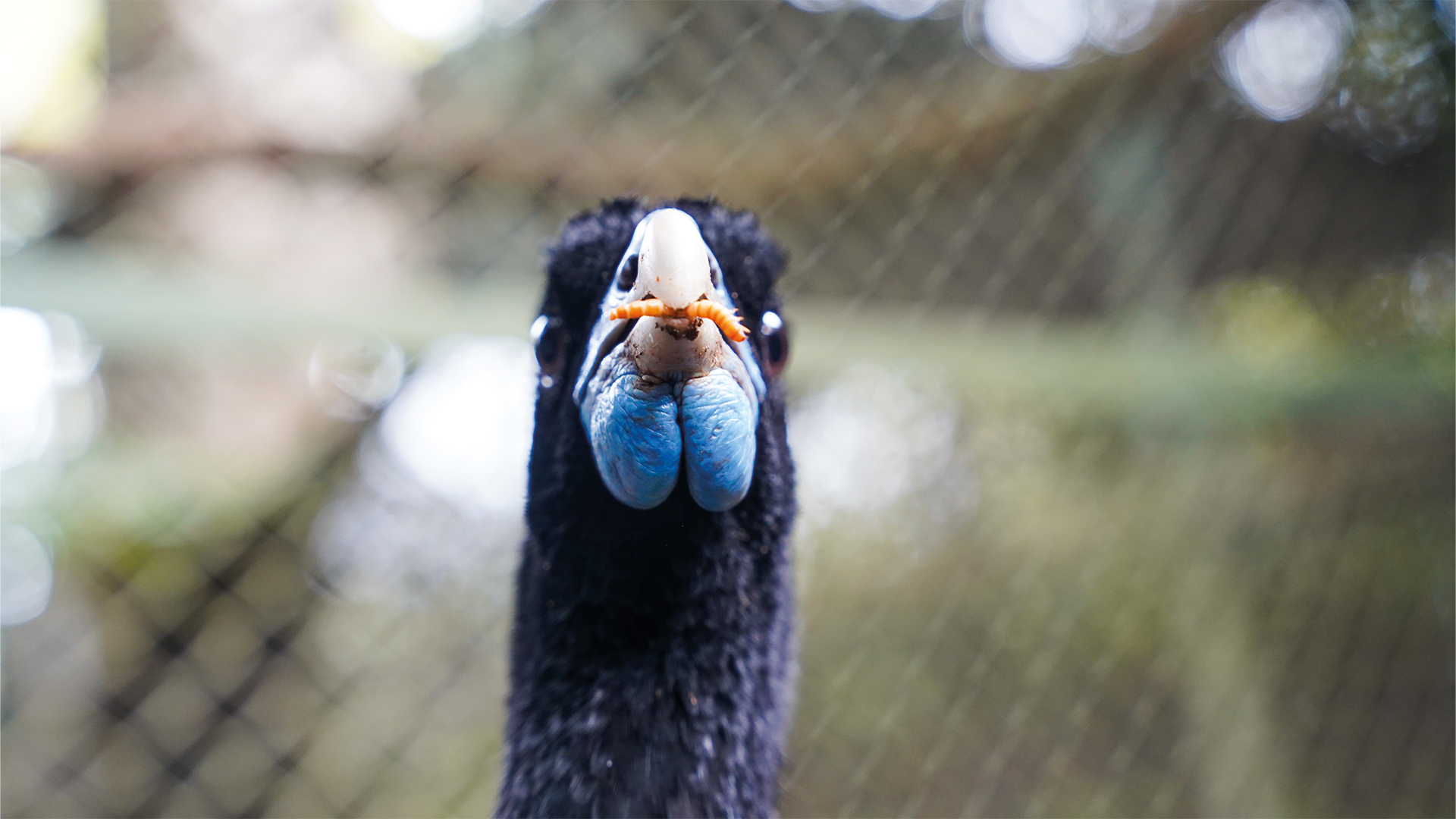 Paujil de Pico Azul |Crax Alberti| Piscilago