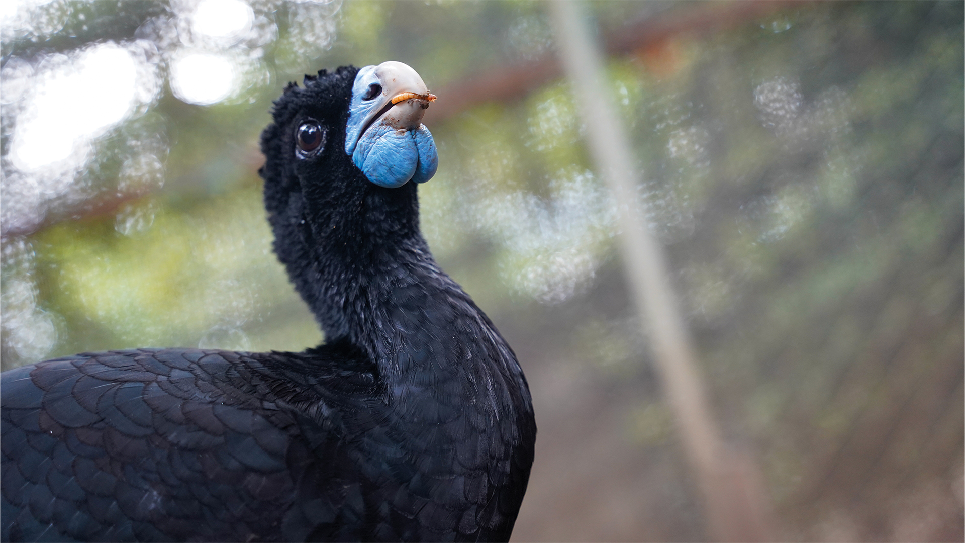 Paujil de Pico Azul |Crax Alberti| Piscilago