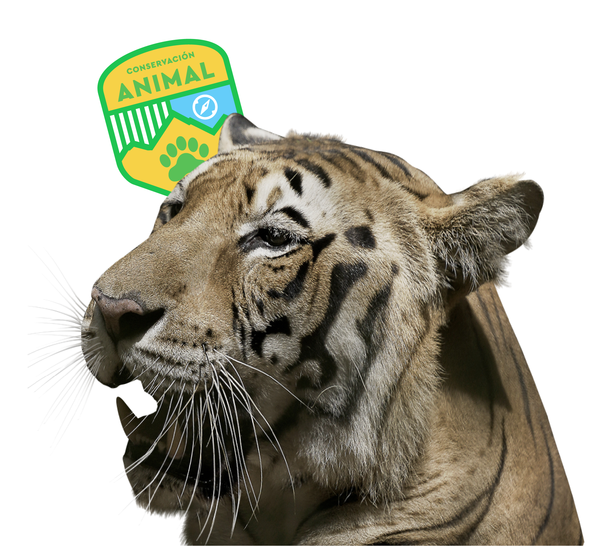 Tigre De Bengala De La Selva Tropical Foto D'estoc Gratuïta De