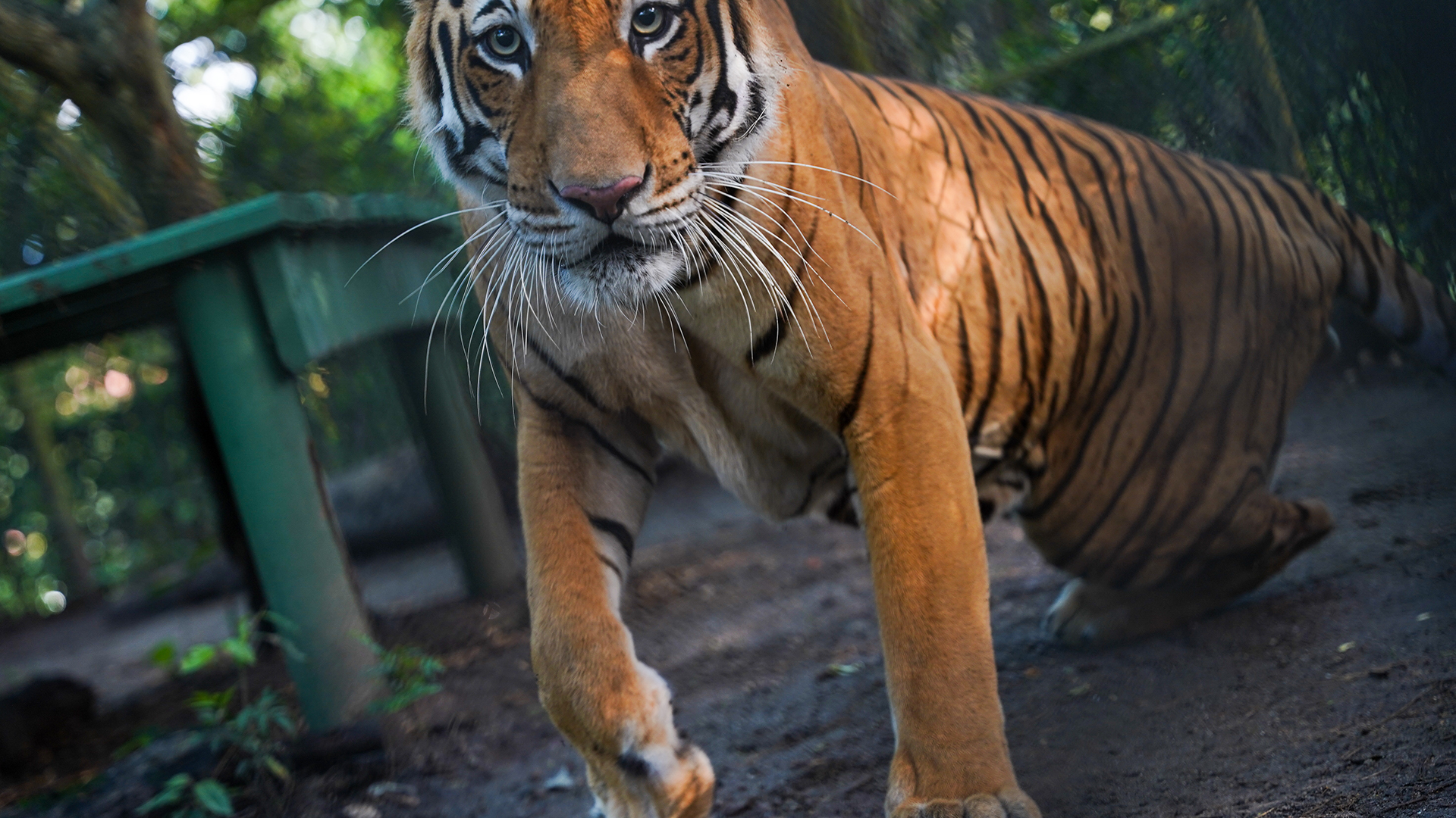 Animales Tigres 1920x1080