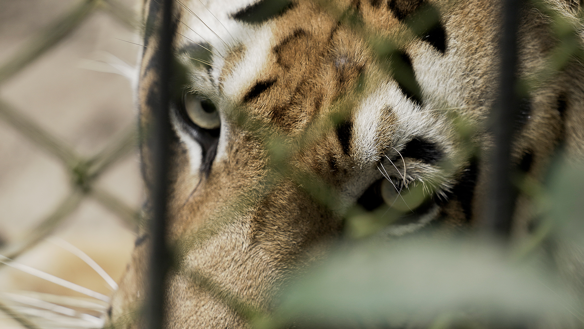 Tigre De Bengala De La Selva Tropical Foto D'estoc Gratuïta De