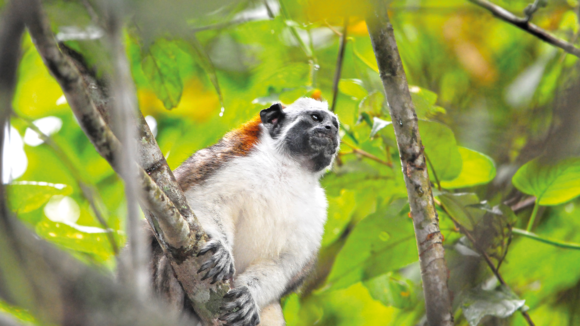 Mono Titi Gris |Oedipomidas leucopus|Piscilago