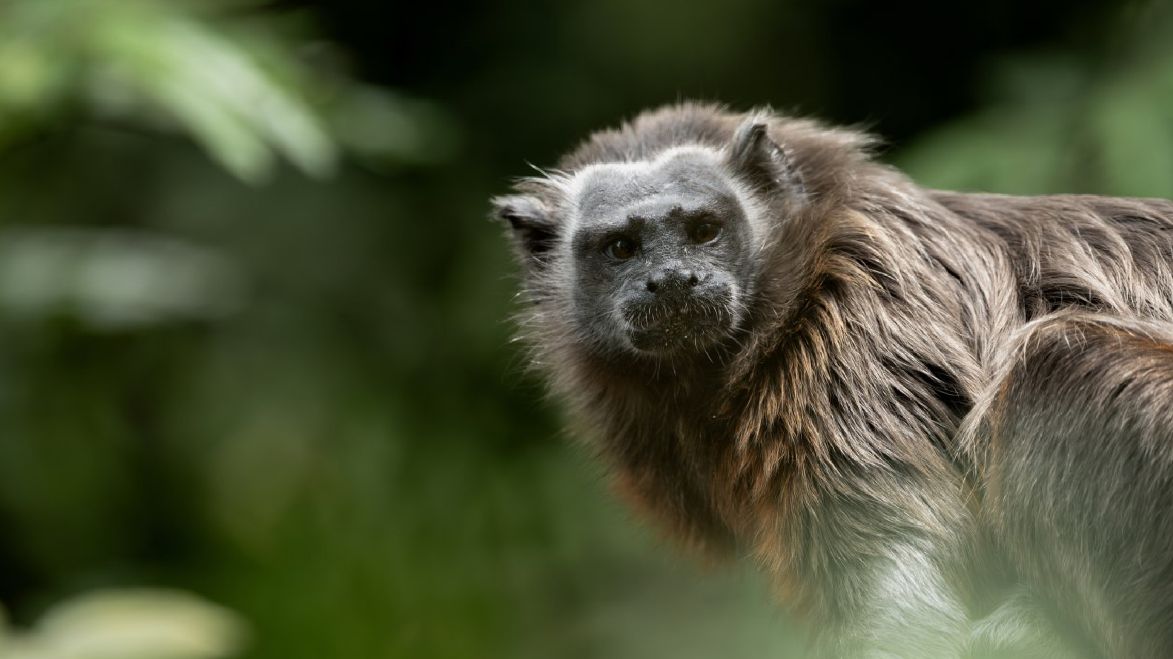 Chigüiro| Piscilago