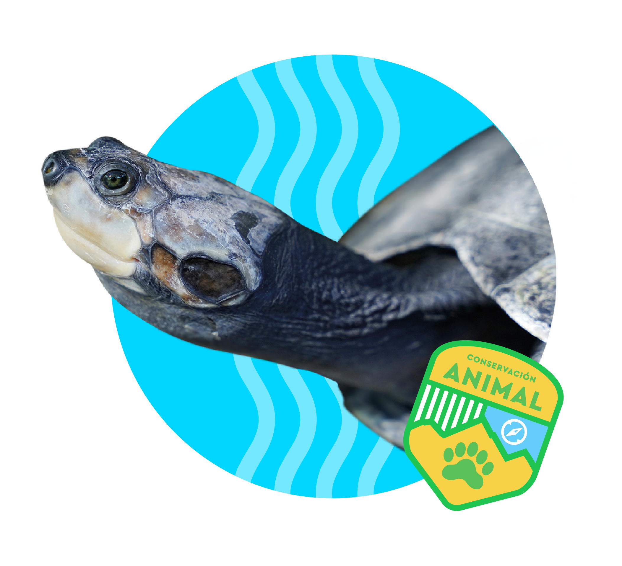 Podocnemis Unifilis |Tortuga Charapa Puntos Amarillos