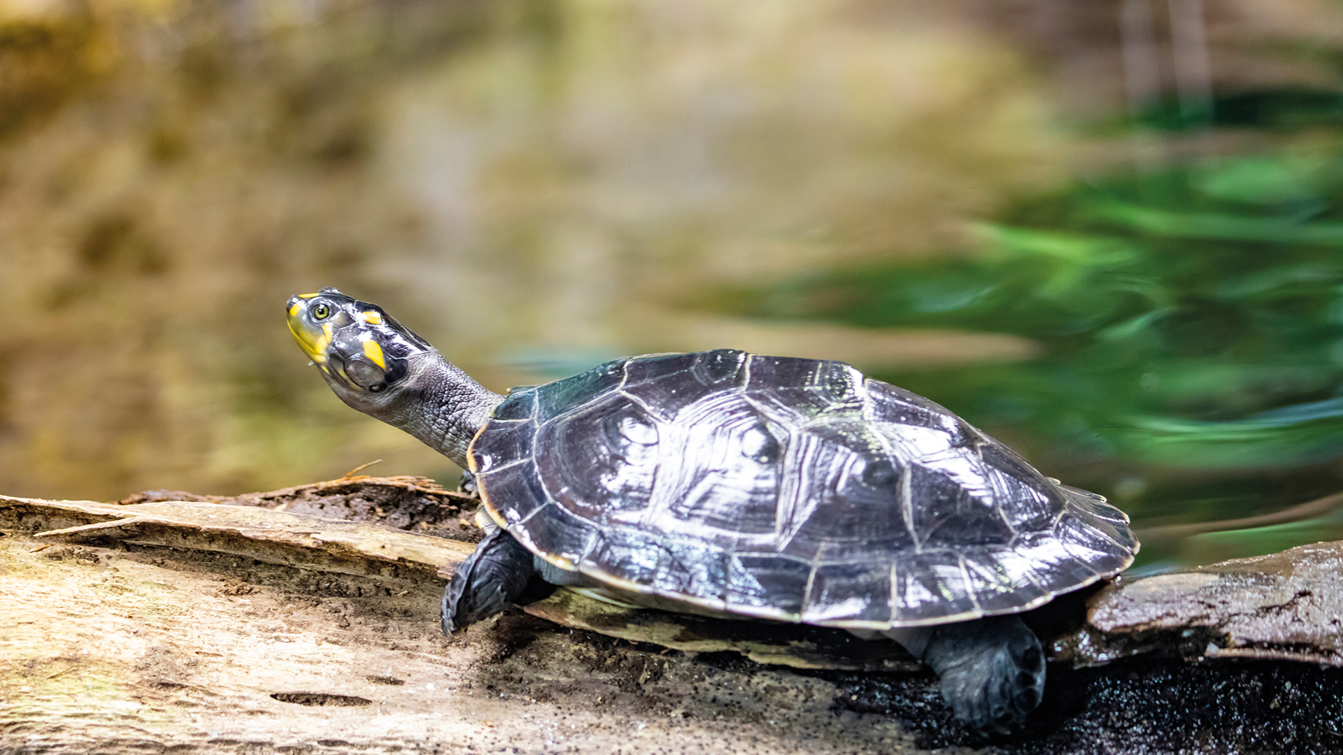 Podocnemis Unifilis |Tortuga Charapa Puntos Amarillos
