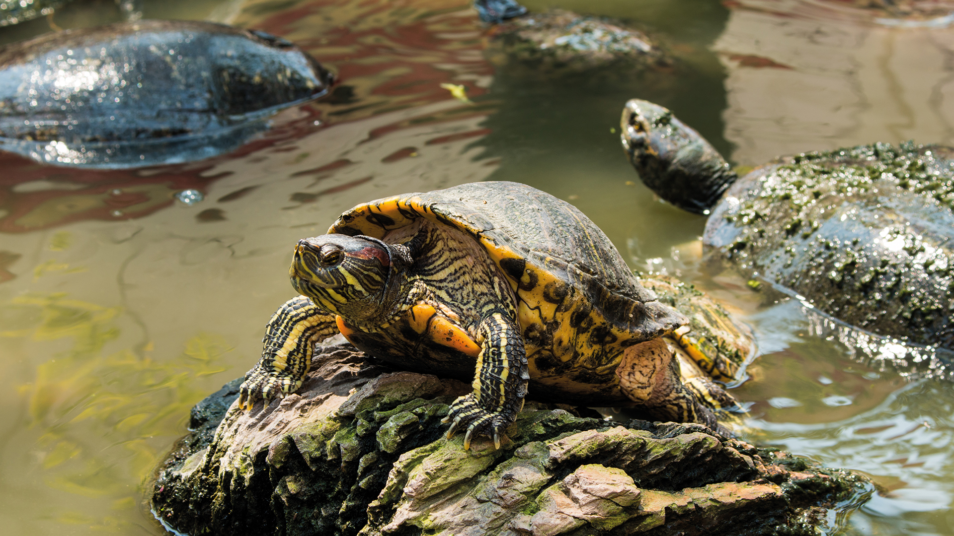 Podocnemis Unifilis |Tortuga Charapa Puntos Amarillos