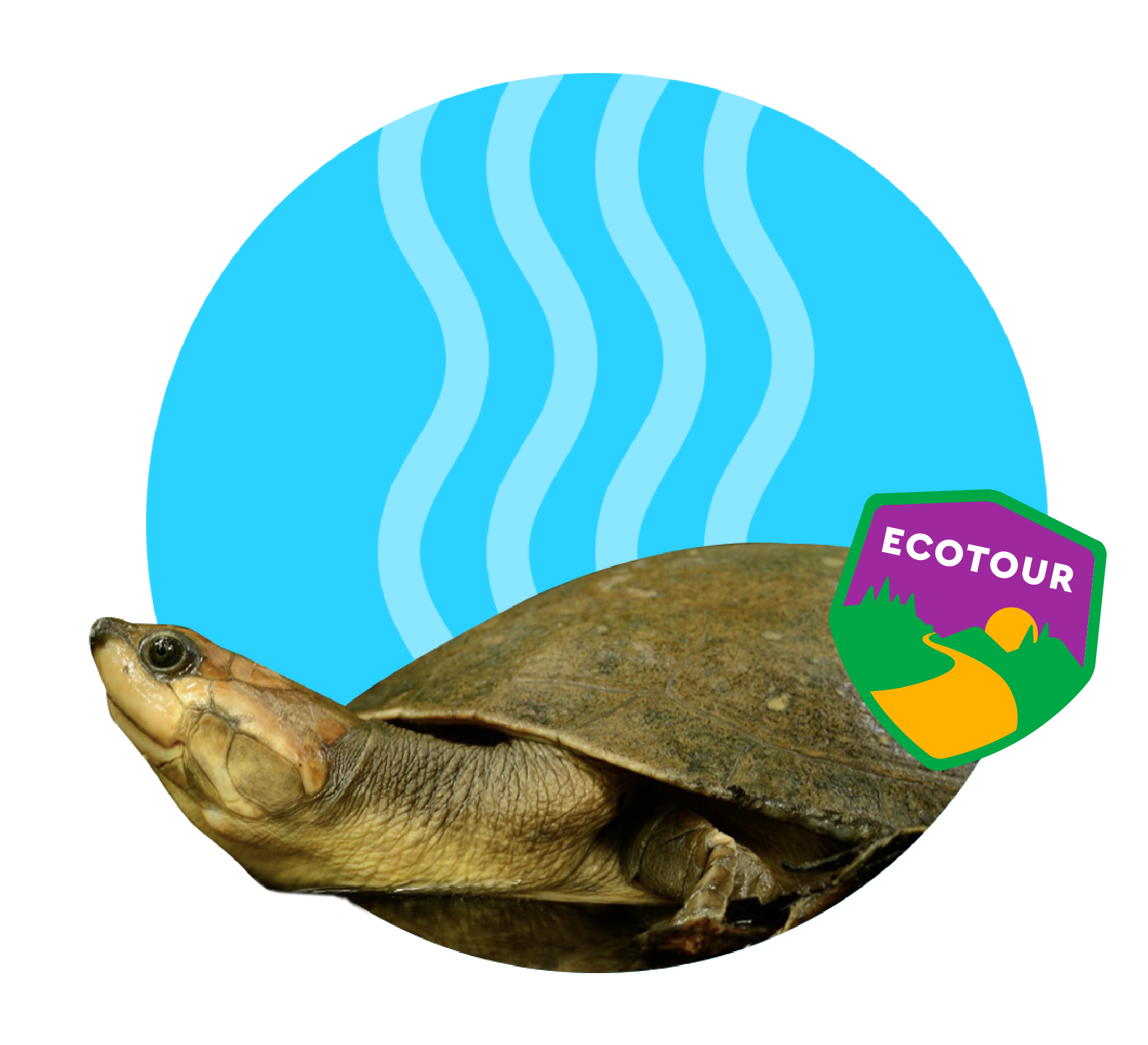 Tortuga del Rio Magdalena |Podocnemis Lewyana| Piscilago