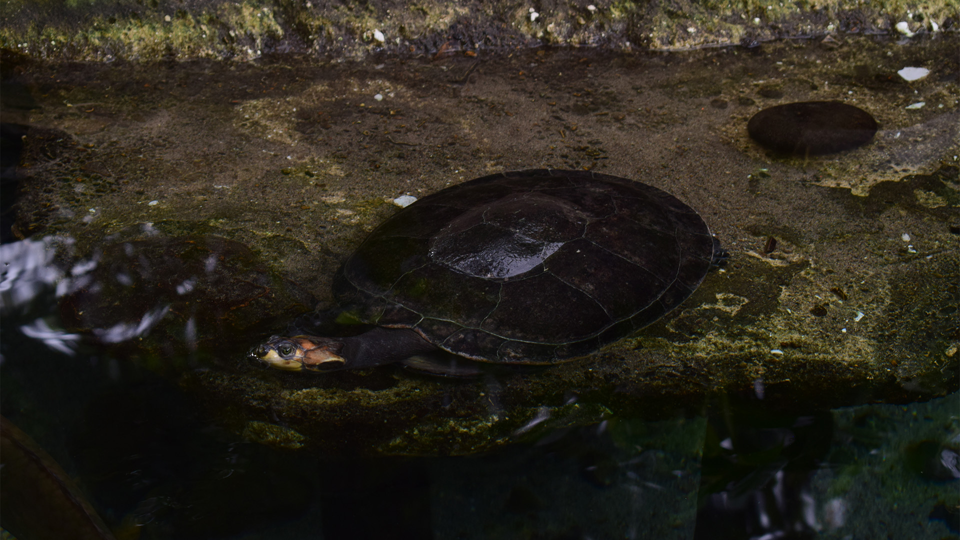 Tortuga del Rio Magdalena |Podocnemis Lewyana| Piscilago