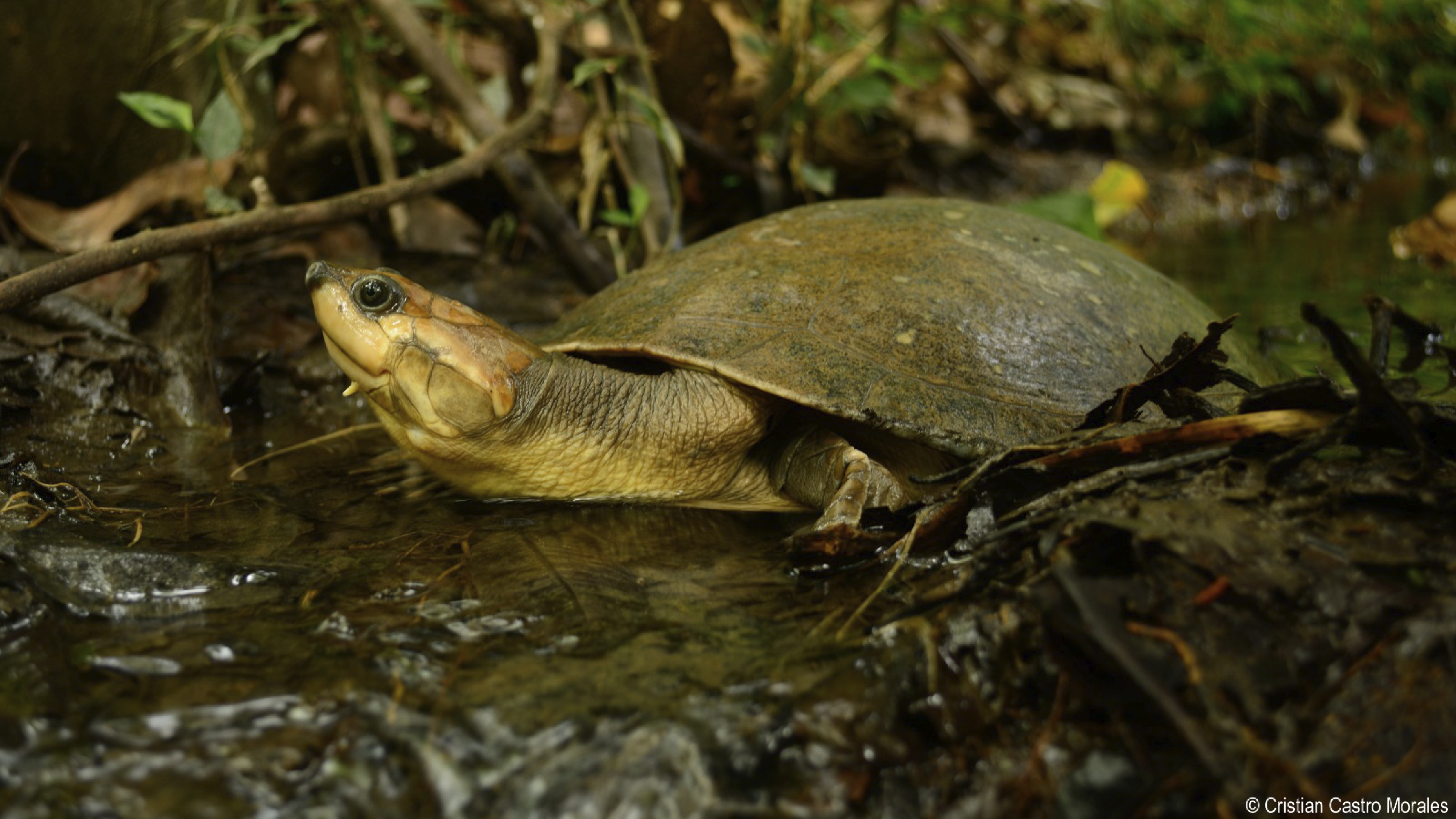 Prochilodus Magdalenae |Pez Bocachico| Piscilago