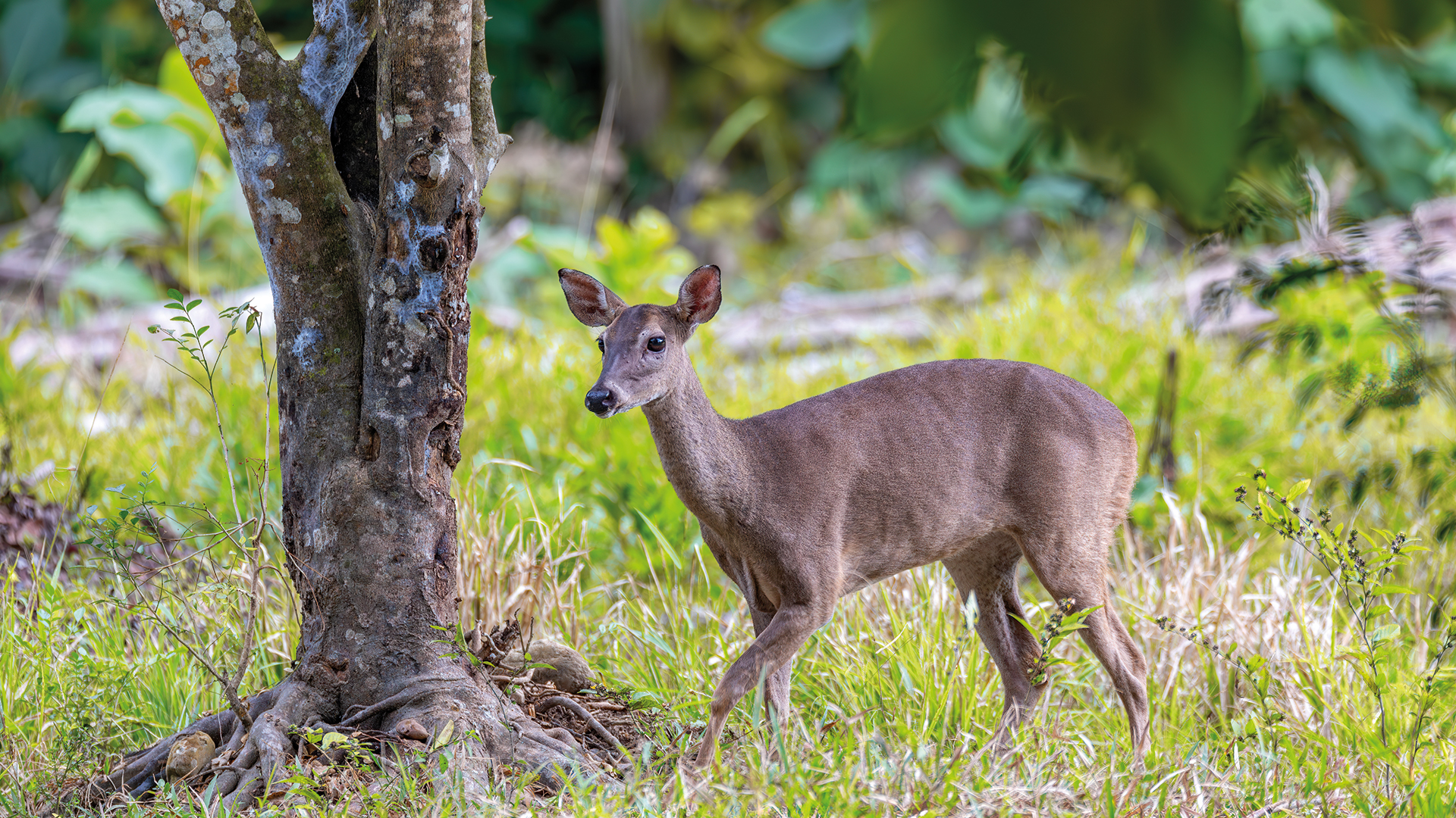 Venado Cola Blanca |Odocoileus Virginianus| Piscilago