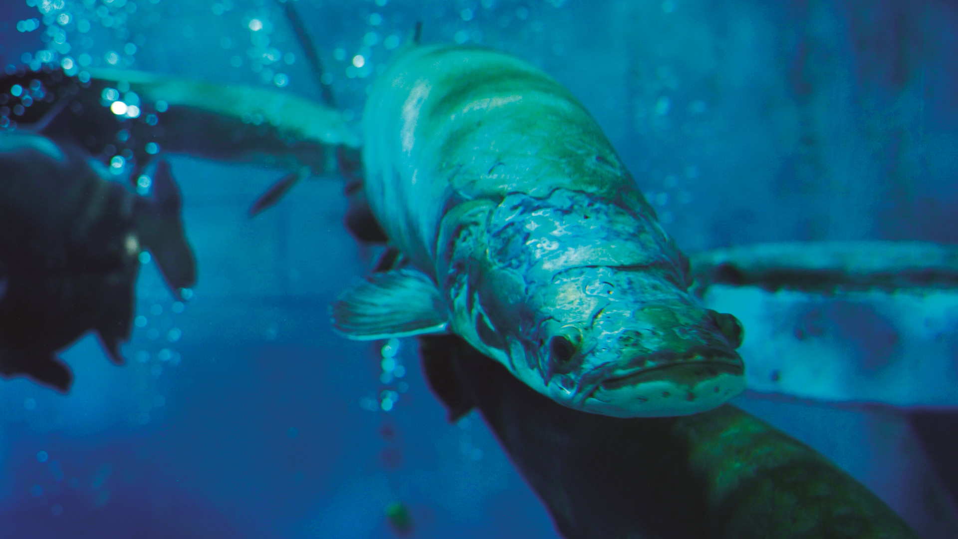 Pirarucú | Piscilago