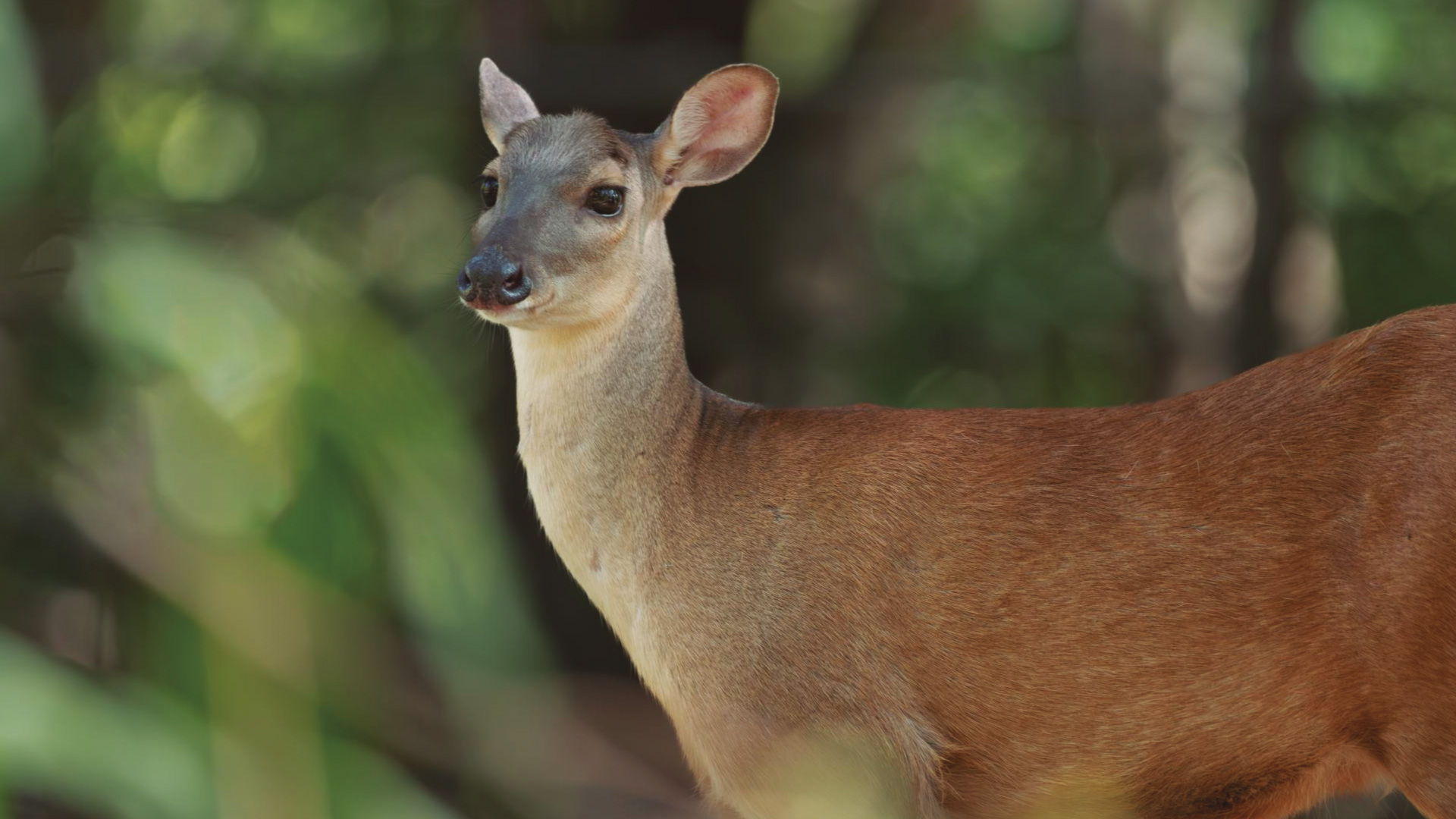 Venado soche | Piscilago