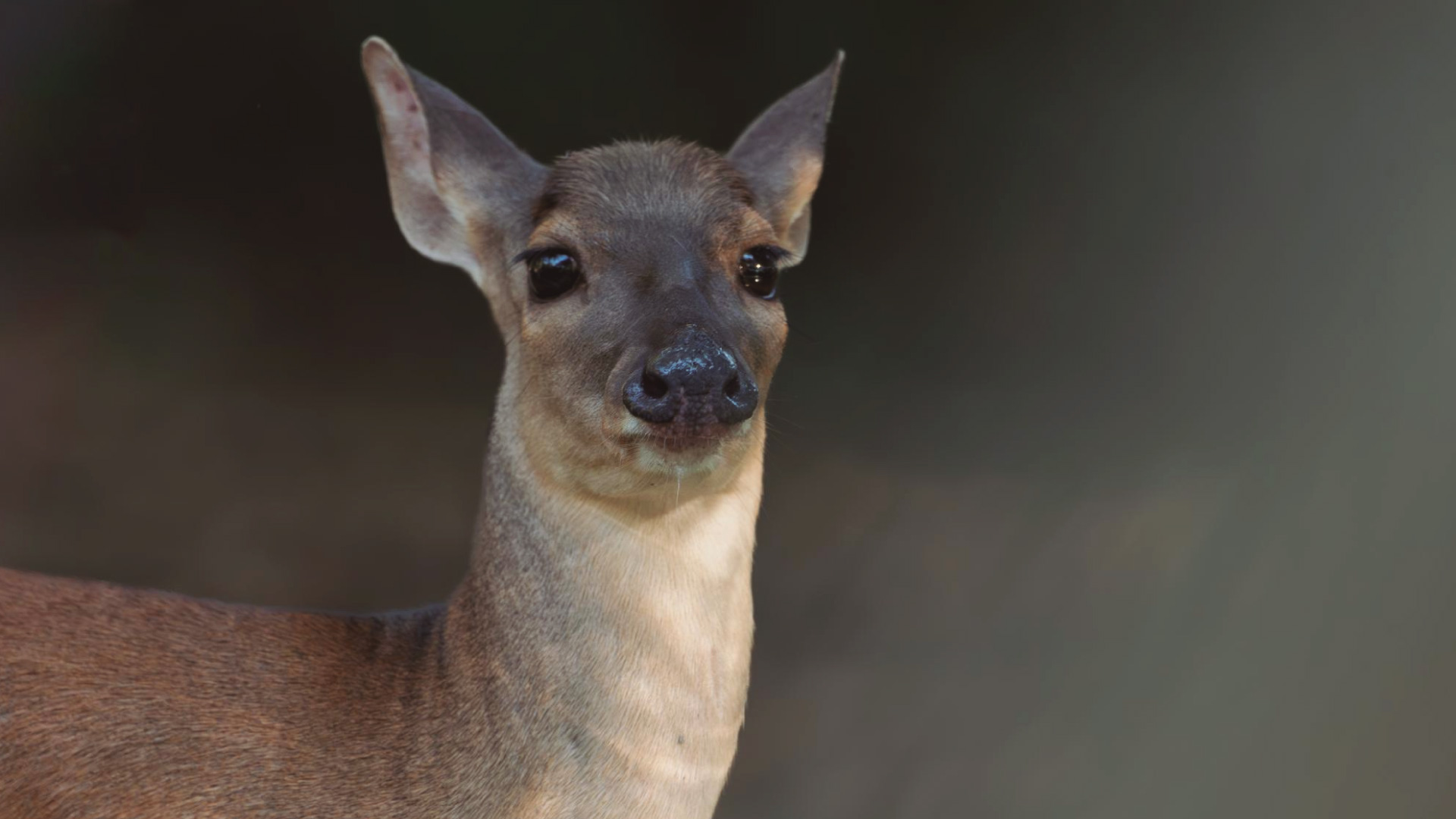 Venado soche | Piscilago