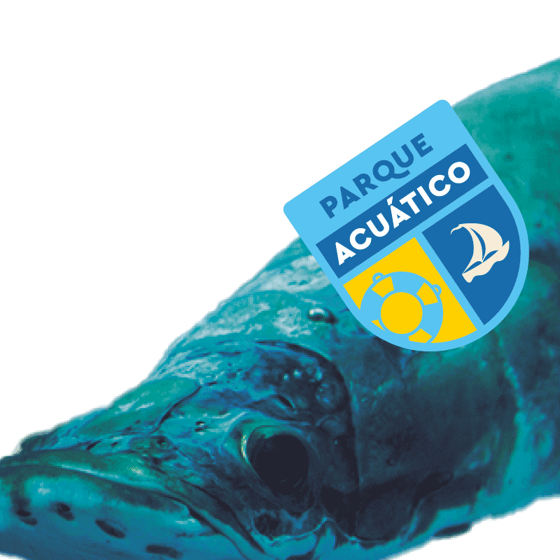 Pirarucú | Piscilago