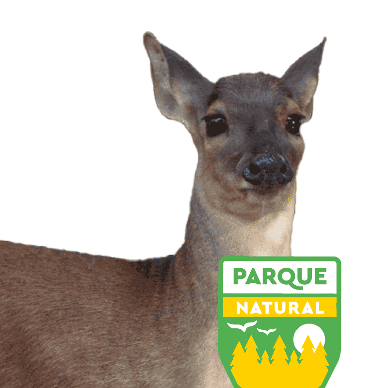 Venado soche | Piscilago