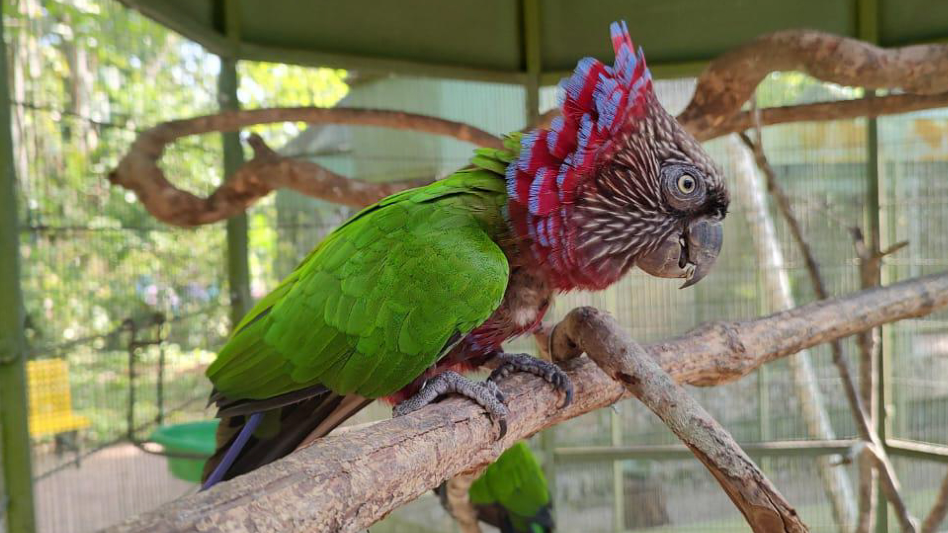 Mono Titi Gris |Oedipomidas leucopus|Piscilago