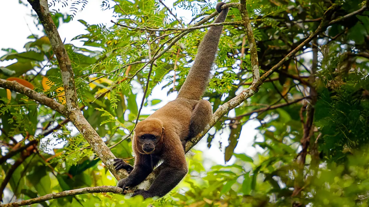 Mono lanudo en Piscilago | Conservación de primates