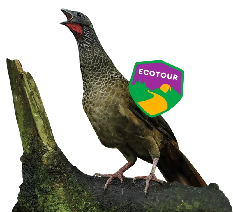 Guacharaca colombiana |Ortalis columbiana| Piscilago