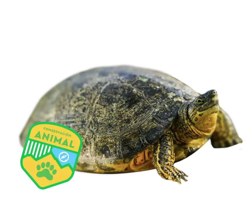 Icotea colombiana | Tortuga nativa en Piscilago