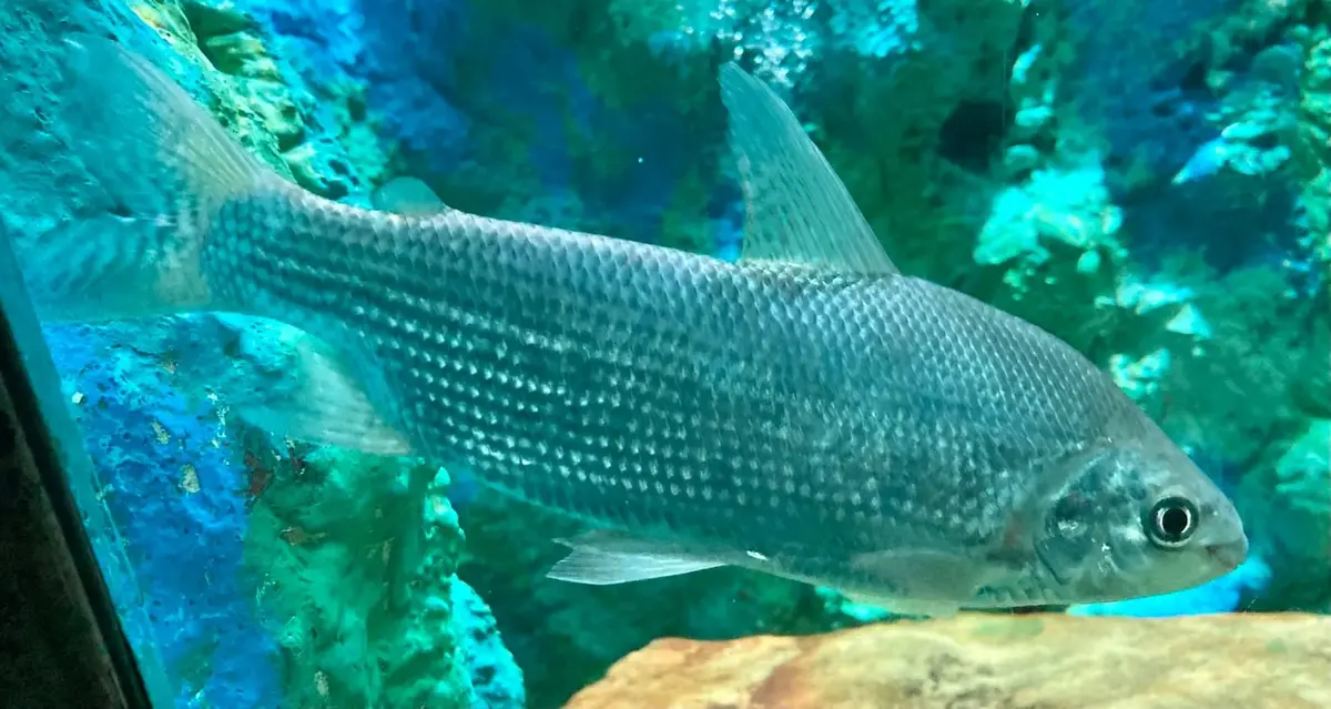Bocachico | Especie del río Magdalena en Piscilago