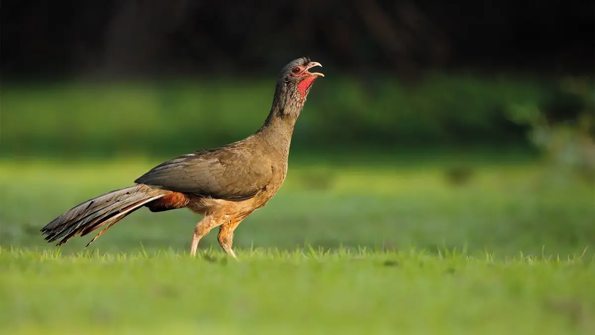 Guacharaca colombiana | Fauna y conservación