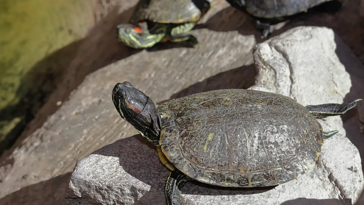 Icotea colombiana | Tortuga nativa en Piscilago