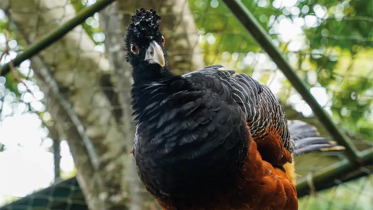 Paujil de pico azul | Ave tropical en conservación