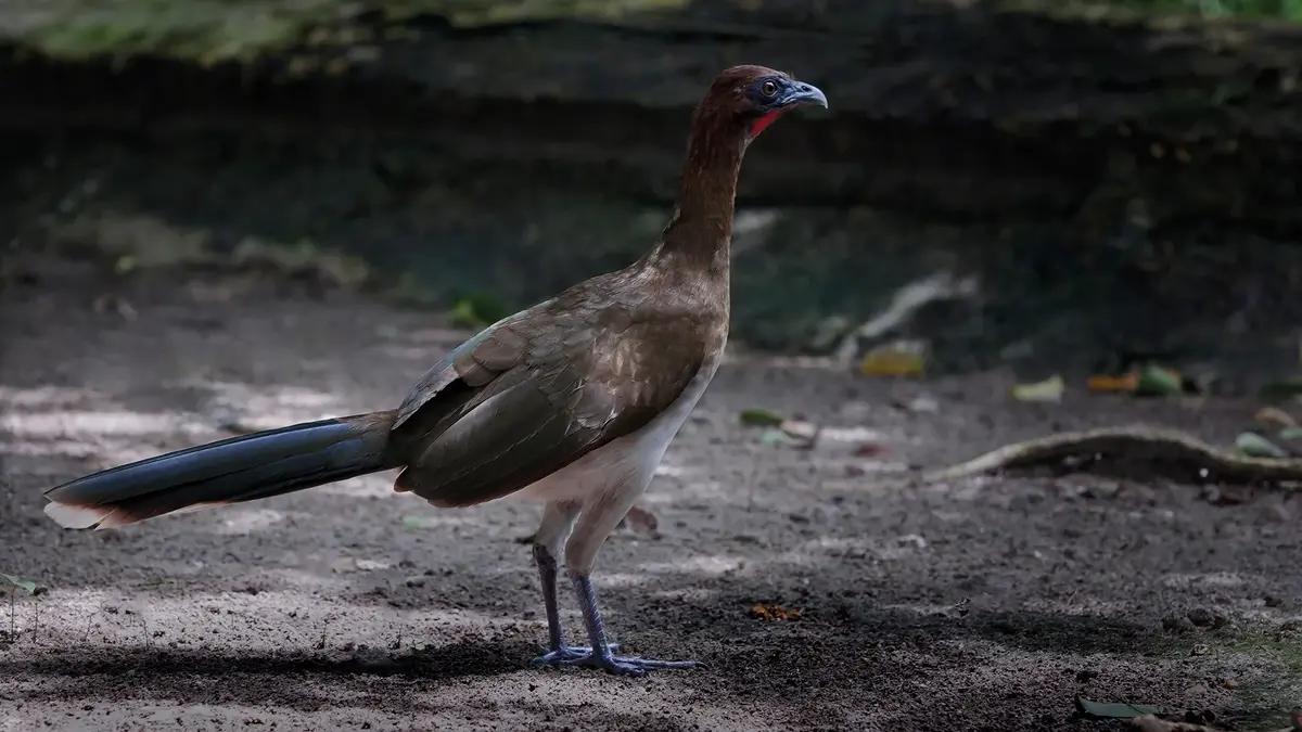 Guacharaca colombiana | Fauna y conservación