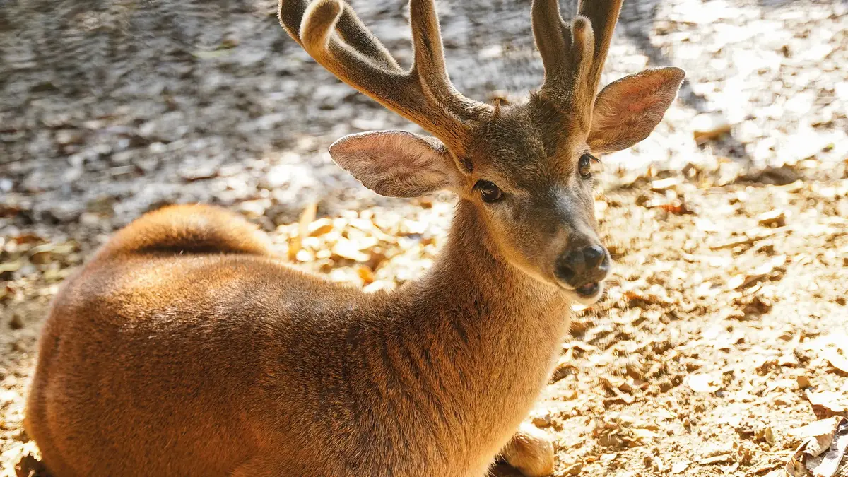 Observa al Venado Cola Blanca | Piscilago Colsubsidio