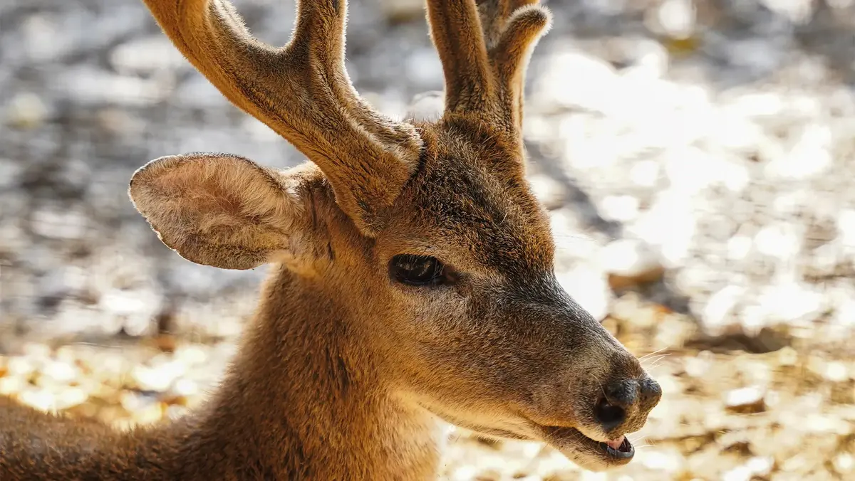 Observa al Venado Cola Blanca | Piscilago Colsubsidio