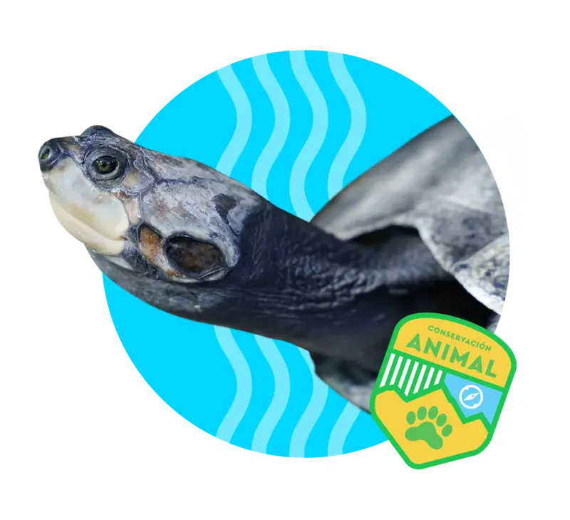Charapa puntos amarillos | Tortuga del Amazonas
